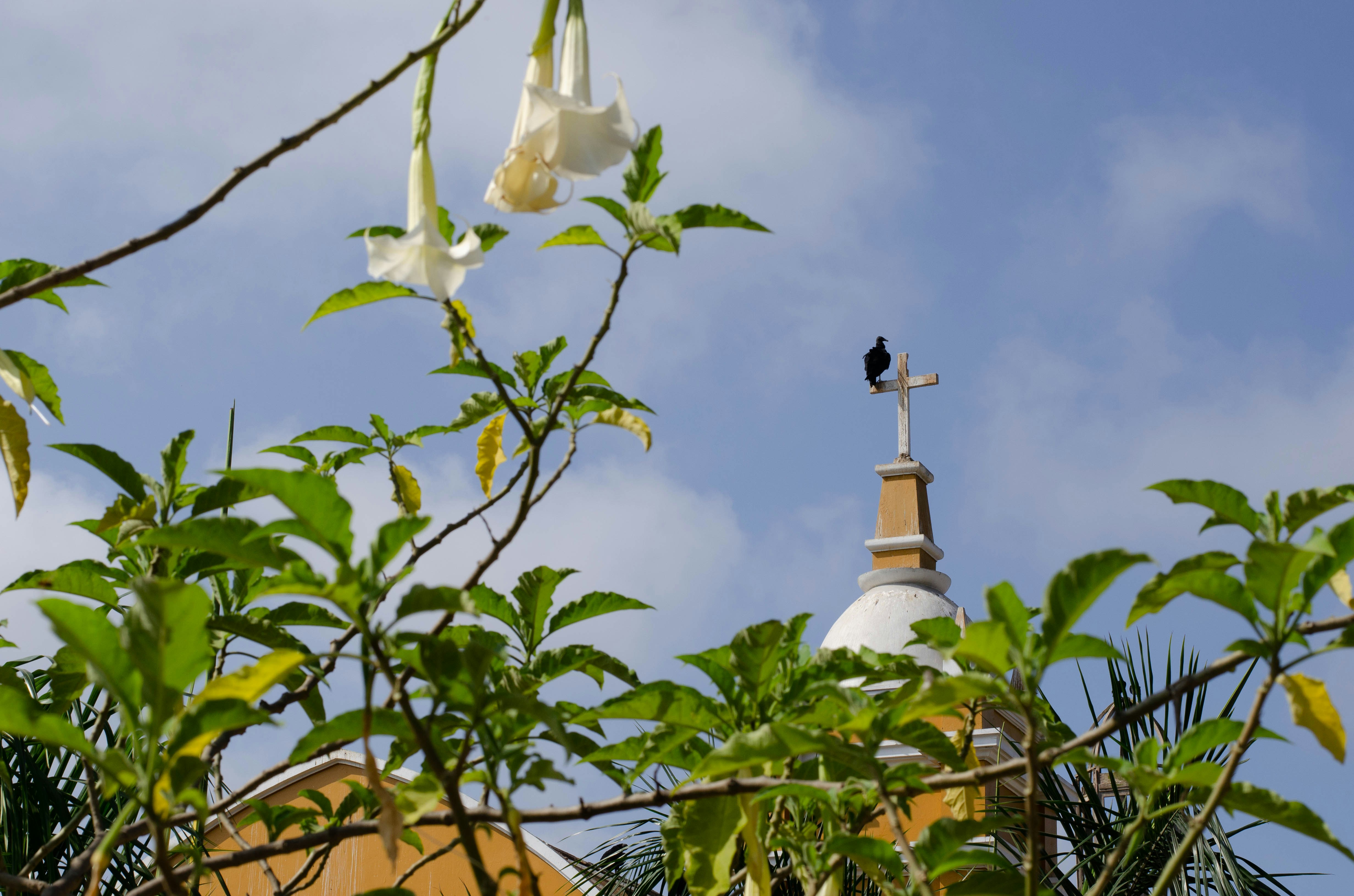 Cross Above the Canopy: Sunlit Spire Framed by Spring Leaves
