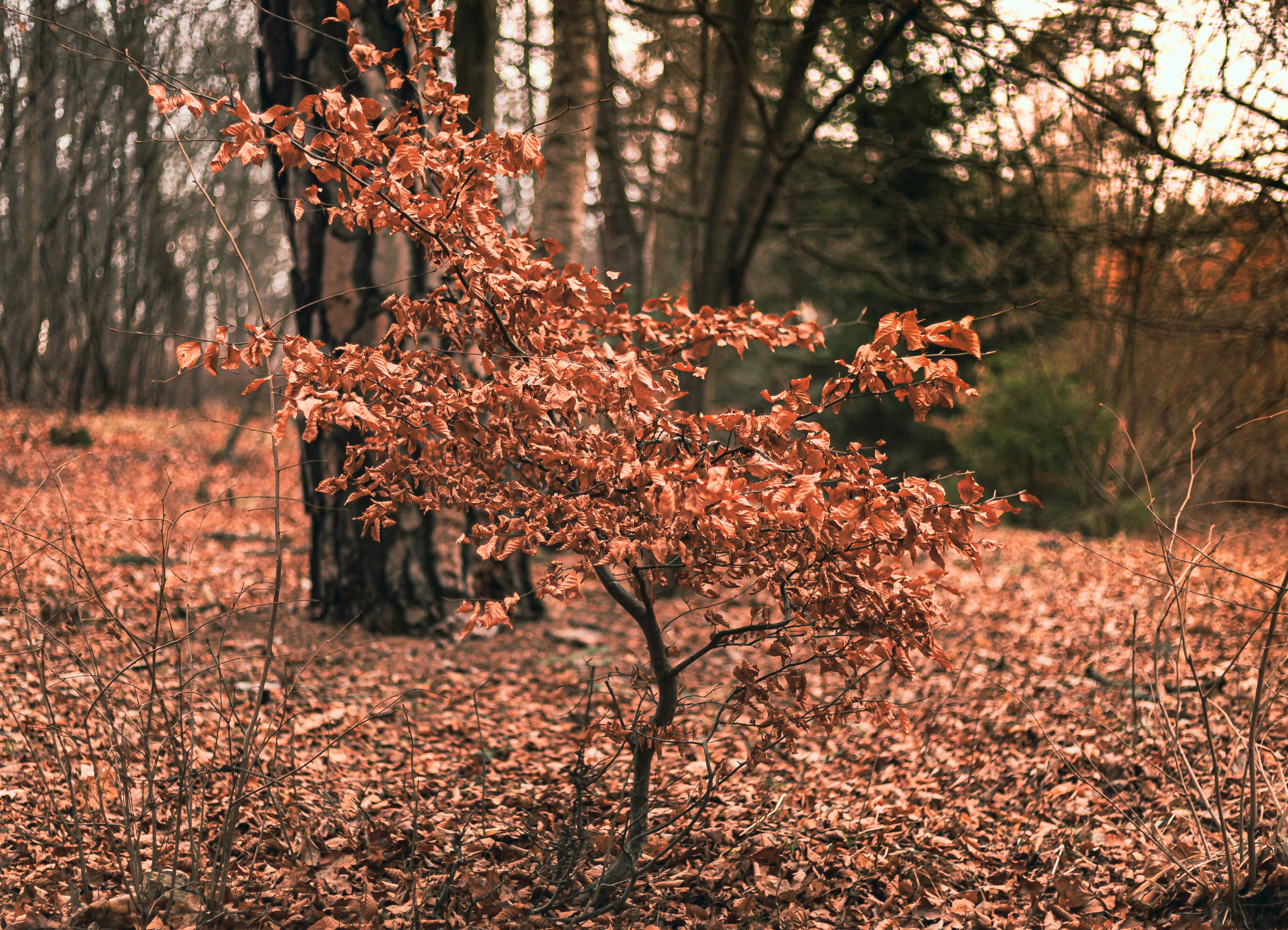 Autumnal undergrowth: a lone sapling wearing a cloak of orange leaves
