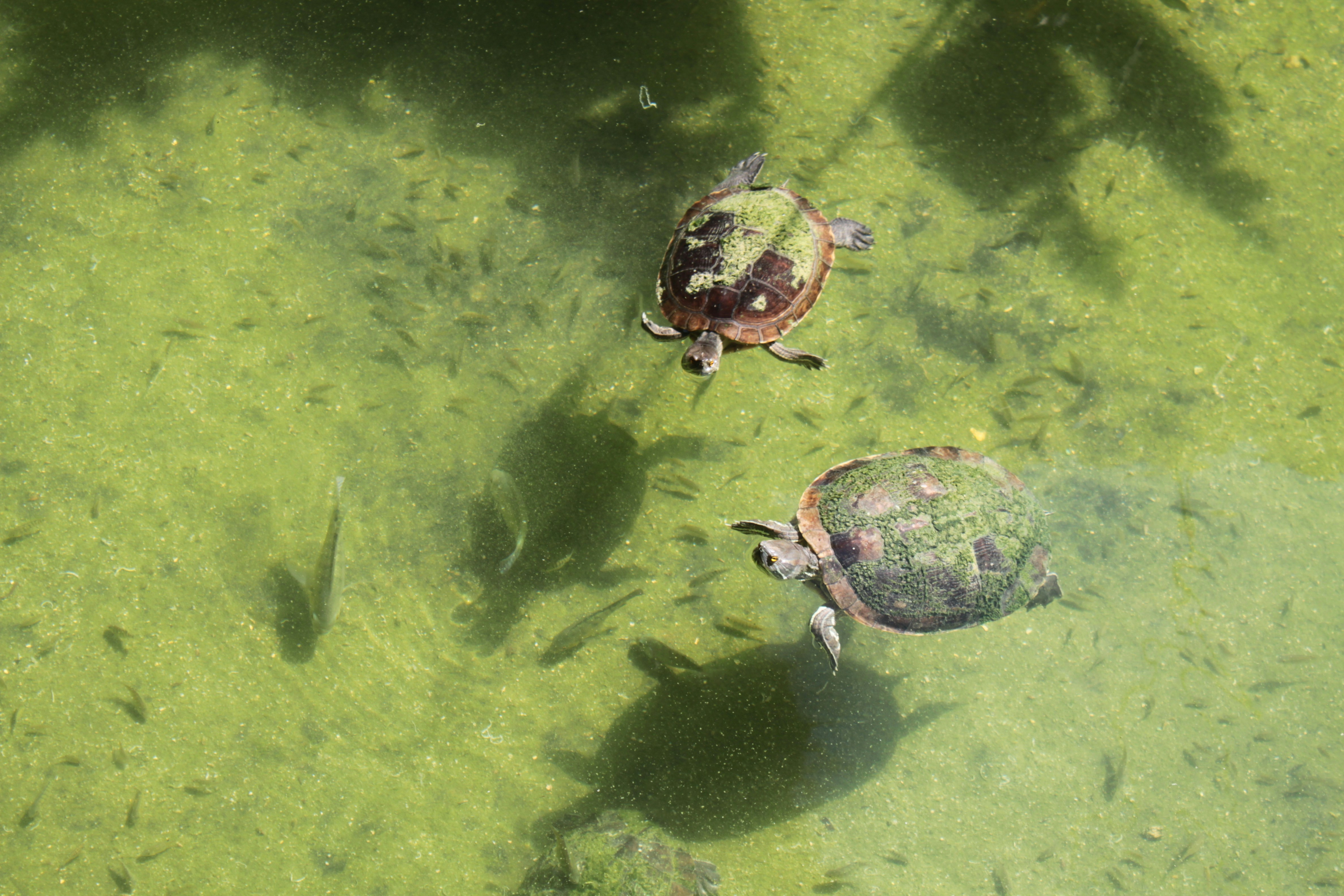 Emerald Drift: Two Turtles Gliding Through a Mossy Pond