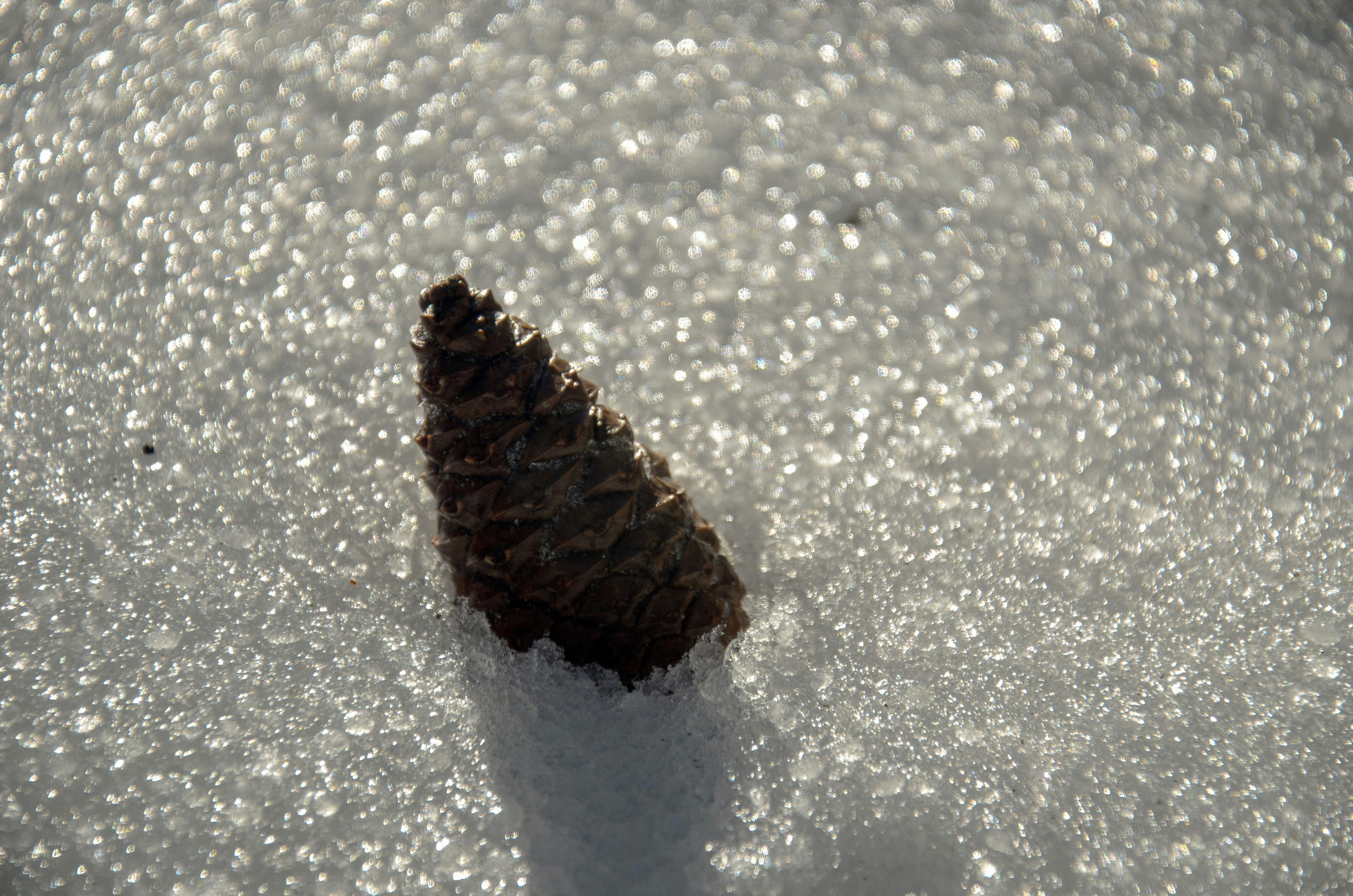 Photo by Sasha Cures with Nikon D7000