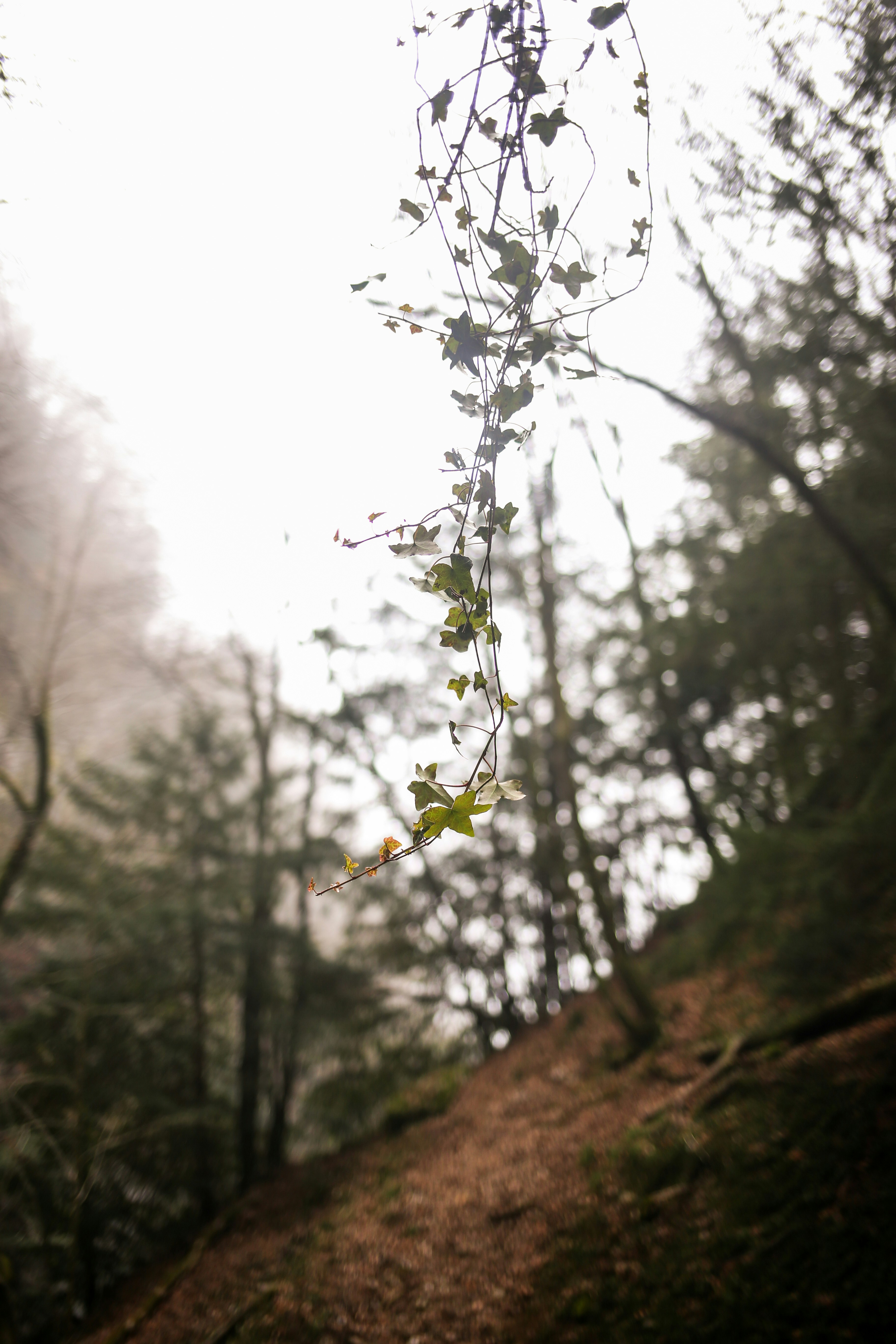 Trailing Ivy Cascade in a Misty Forest Climb