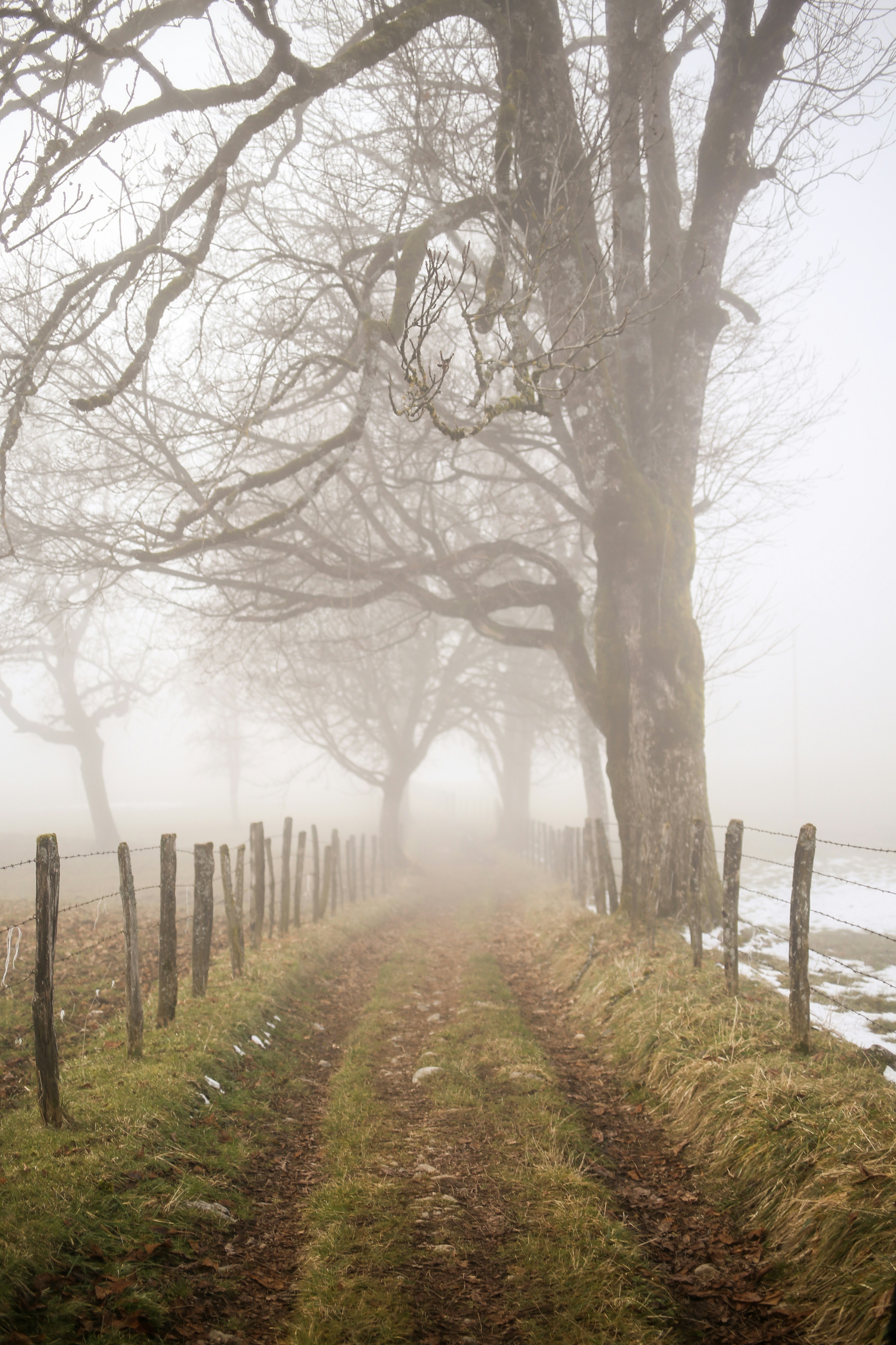 A foggy path leading to a tree lined field photo – Free Alps Image on ...