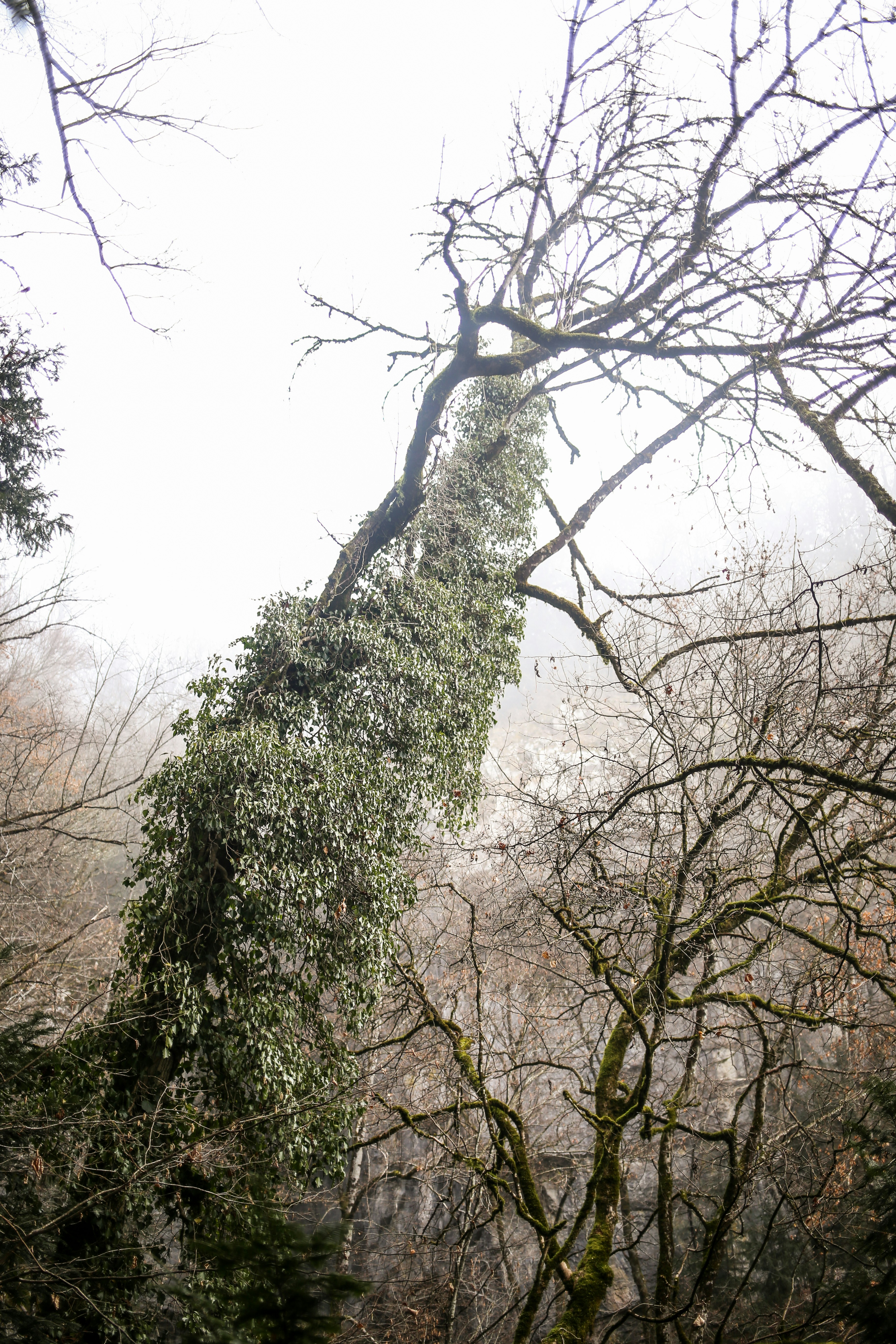 A twisted tree adorned with lush ivy stretches toward the foggy sky, surrounded by bare branches in a serene forest setting.