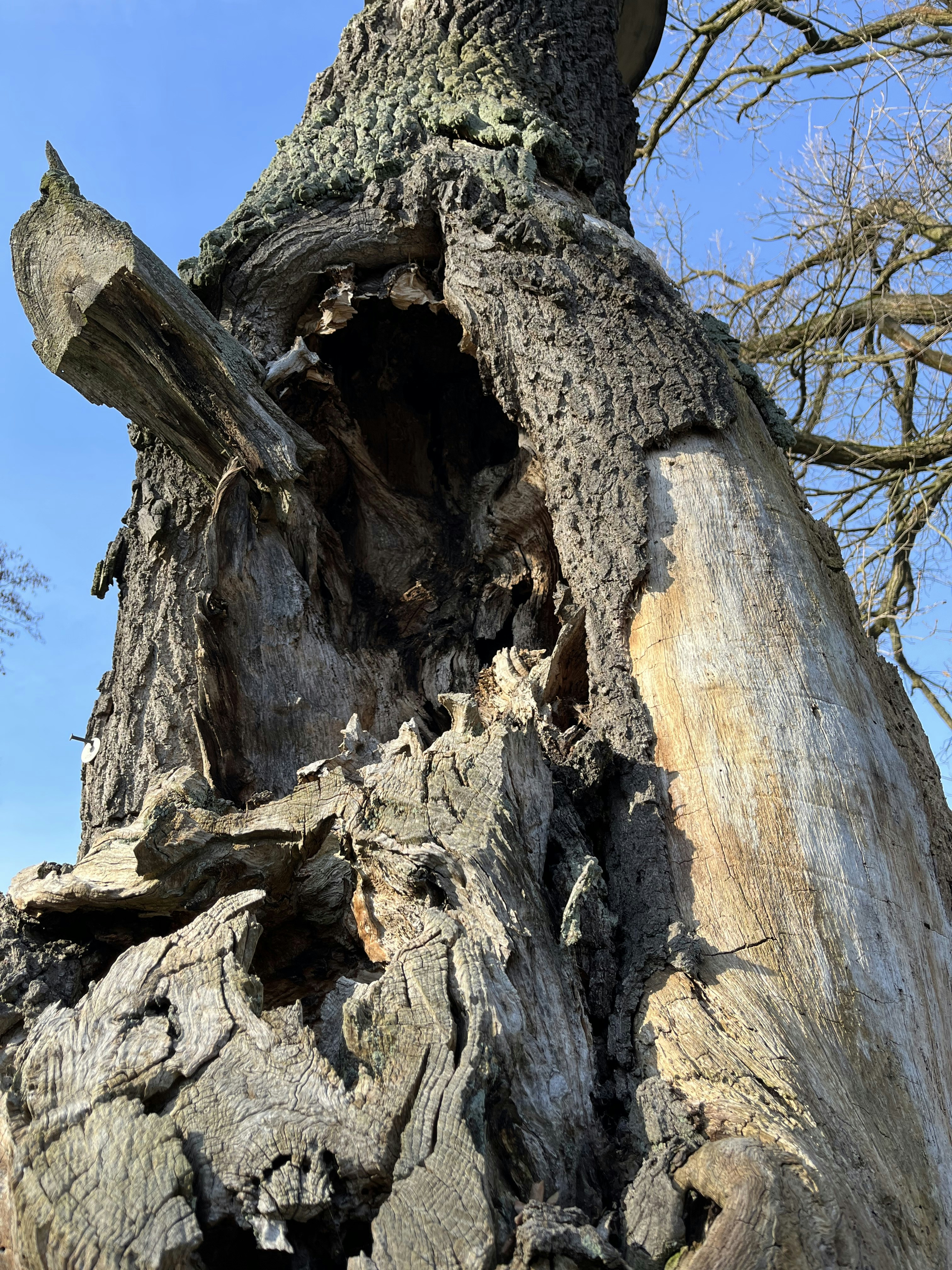 A tree that has been cut down with a large piece of wood sticking out ...