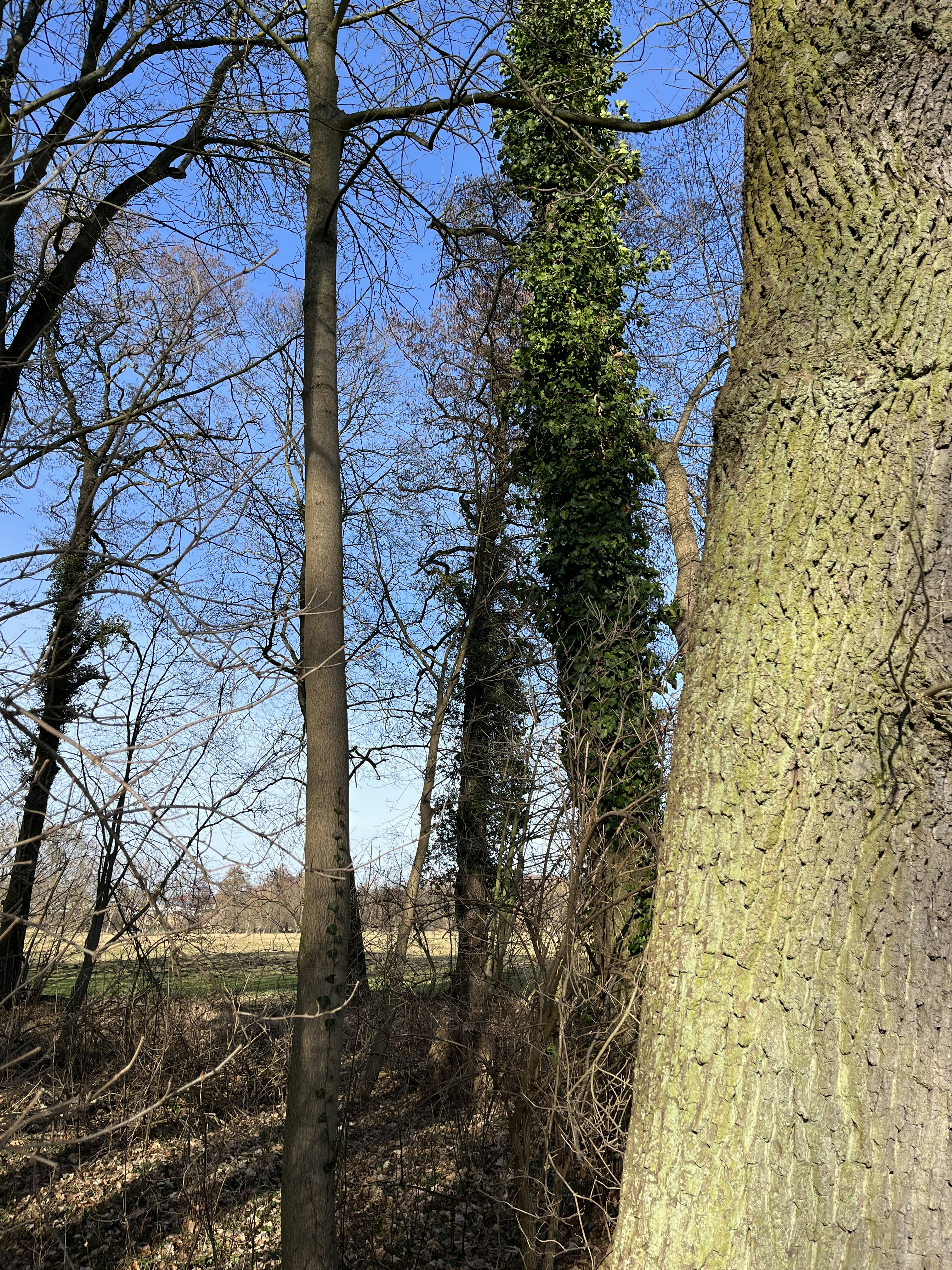 Ivy-Wrapped Trunk in a Sunlit Woodland