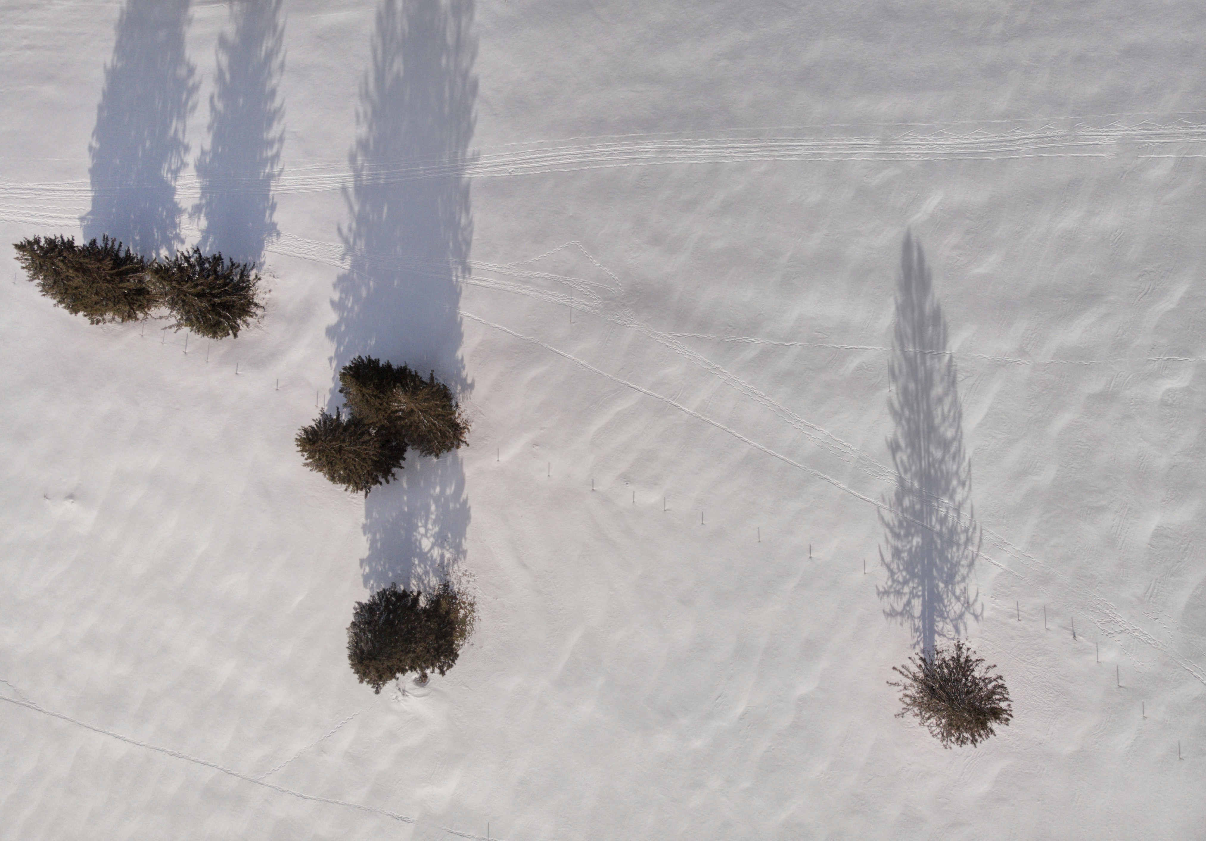 Snowbound Row: Elongated Shadows of Isolated Pines