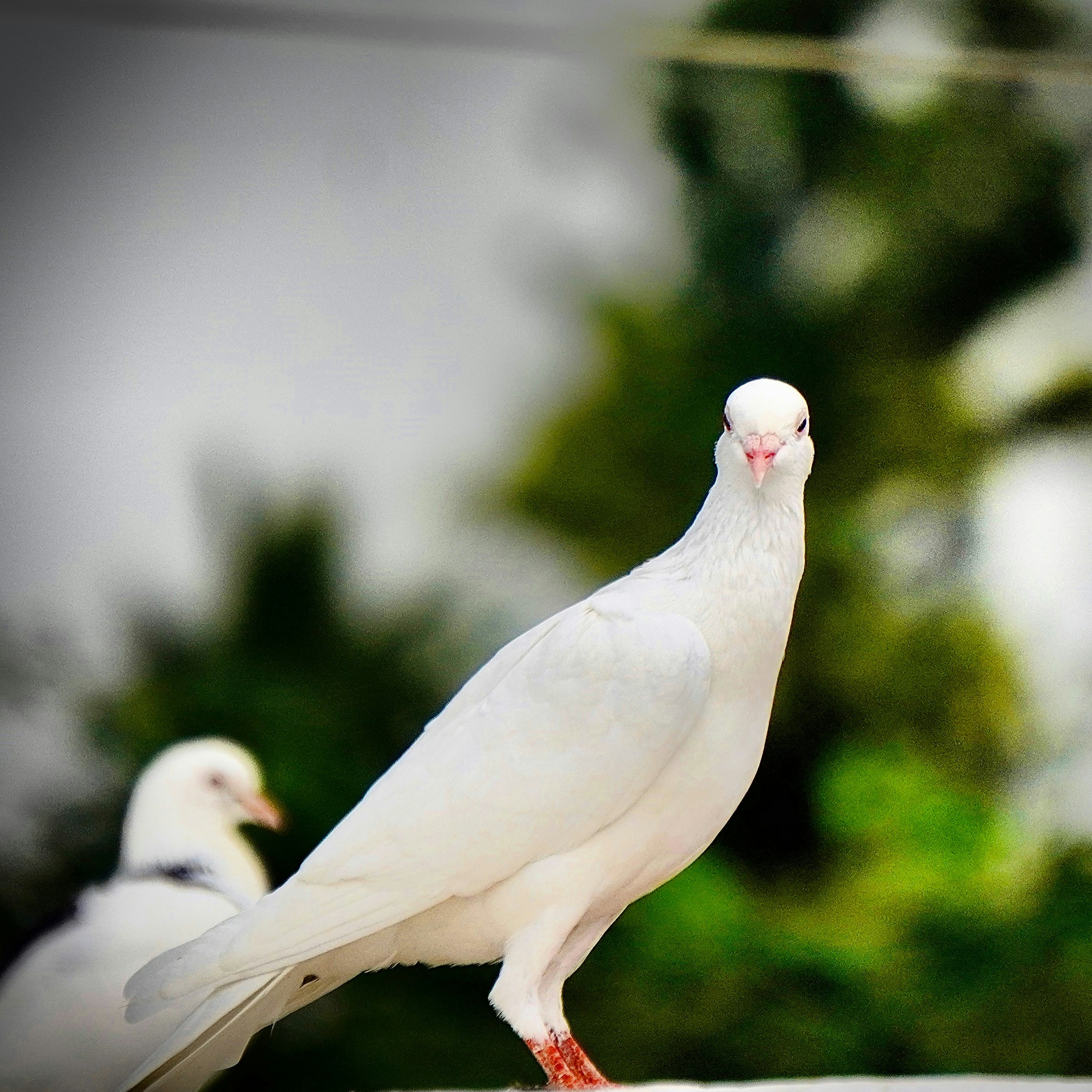 White doves perched against a backdrop of lush green foliage.