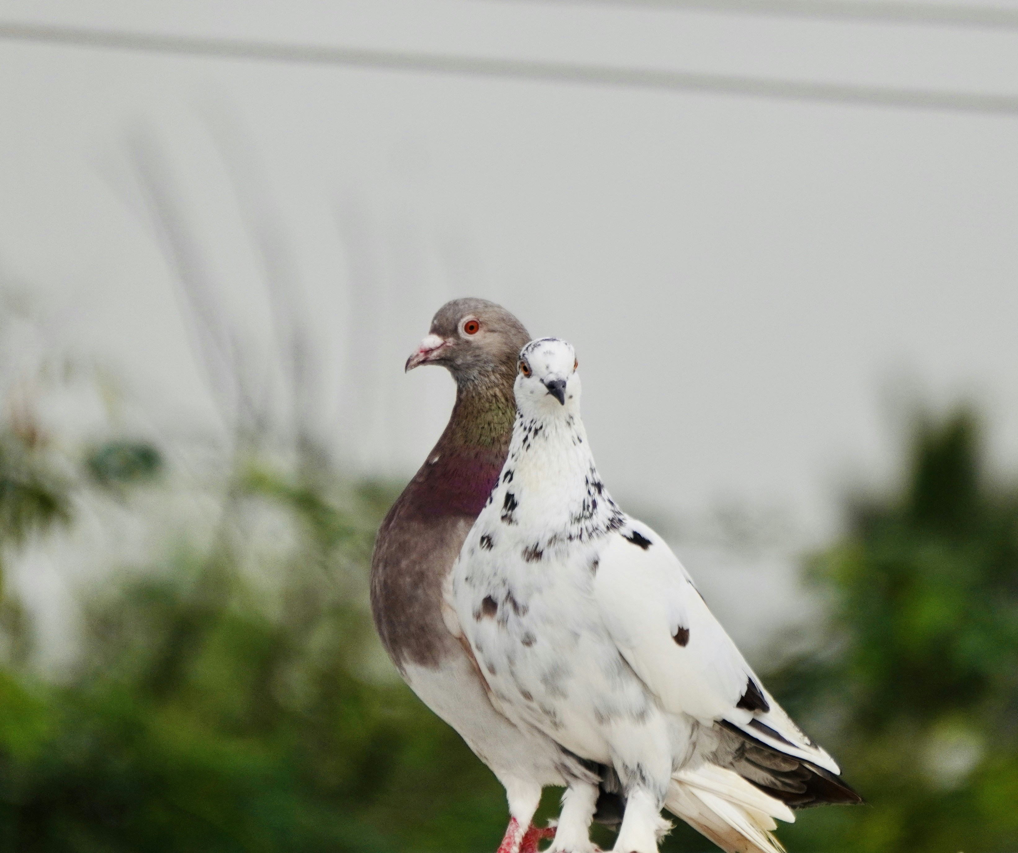 Duo in Soft Garden Light: Pigeons Paused in Quiet Urban Backyard