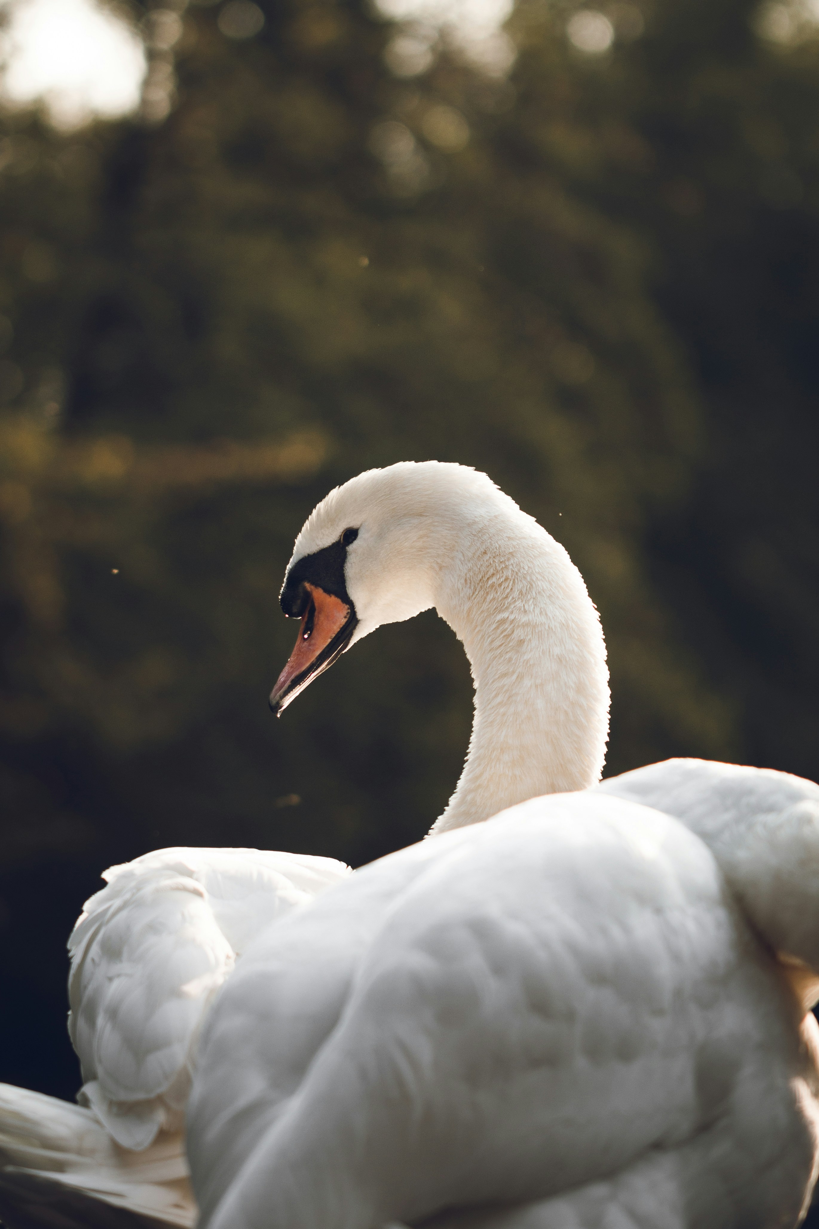Close-up of a swan with its neck elegantly curved, showcasing its distinctive features against a blurred natural background.