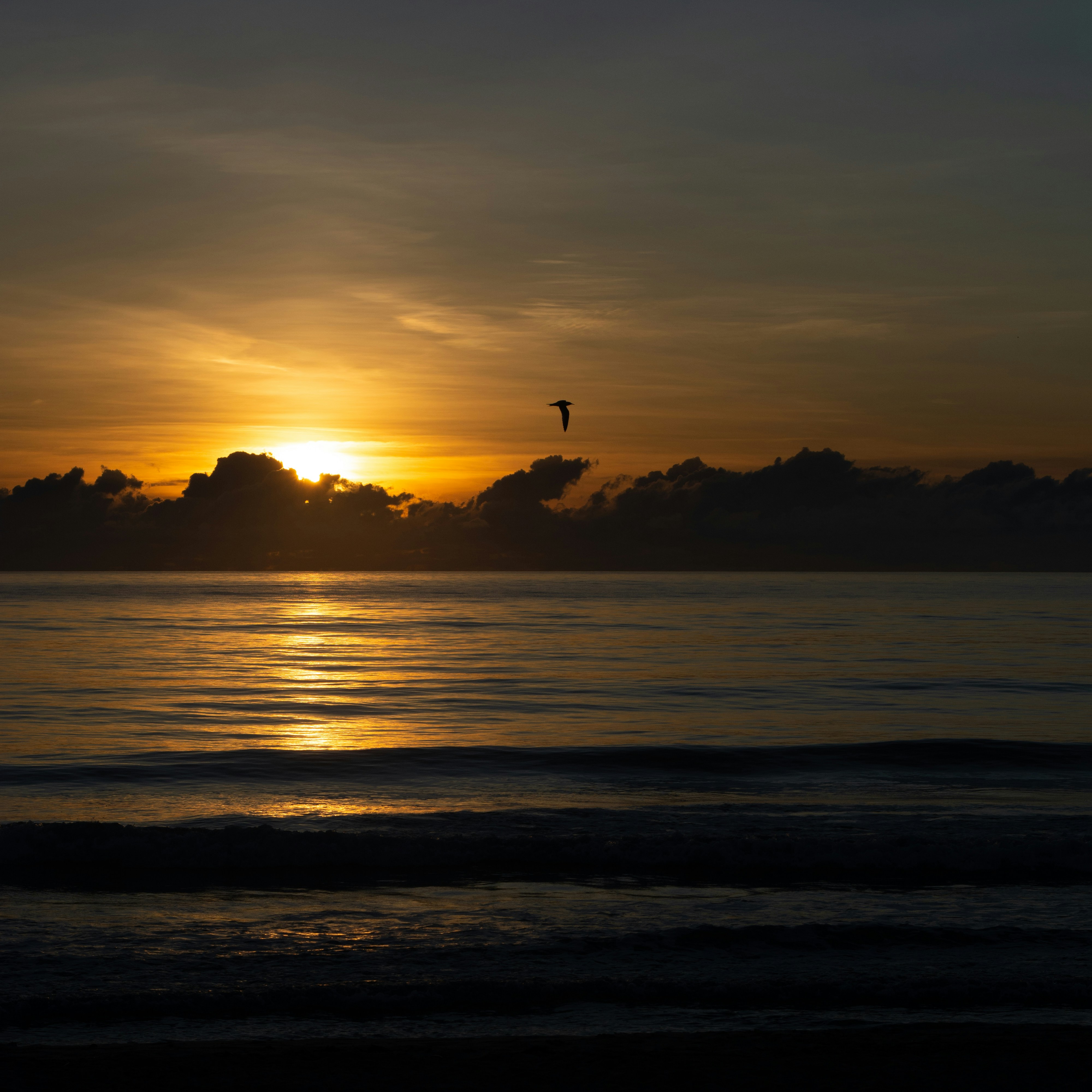 a bird flying over a body of water at sunset