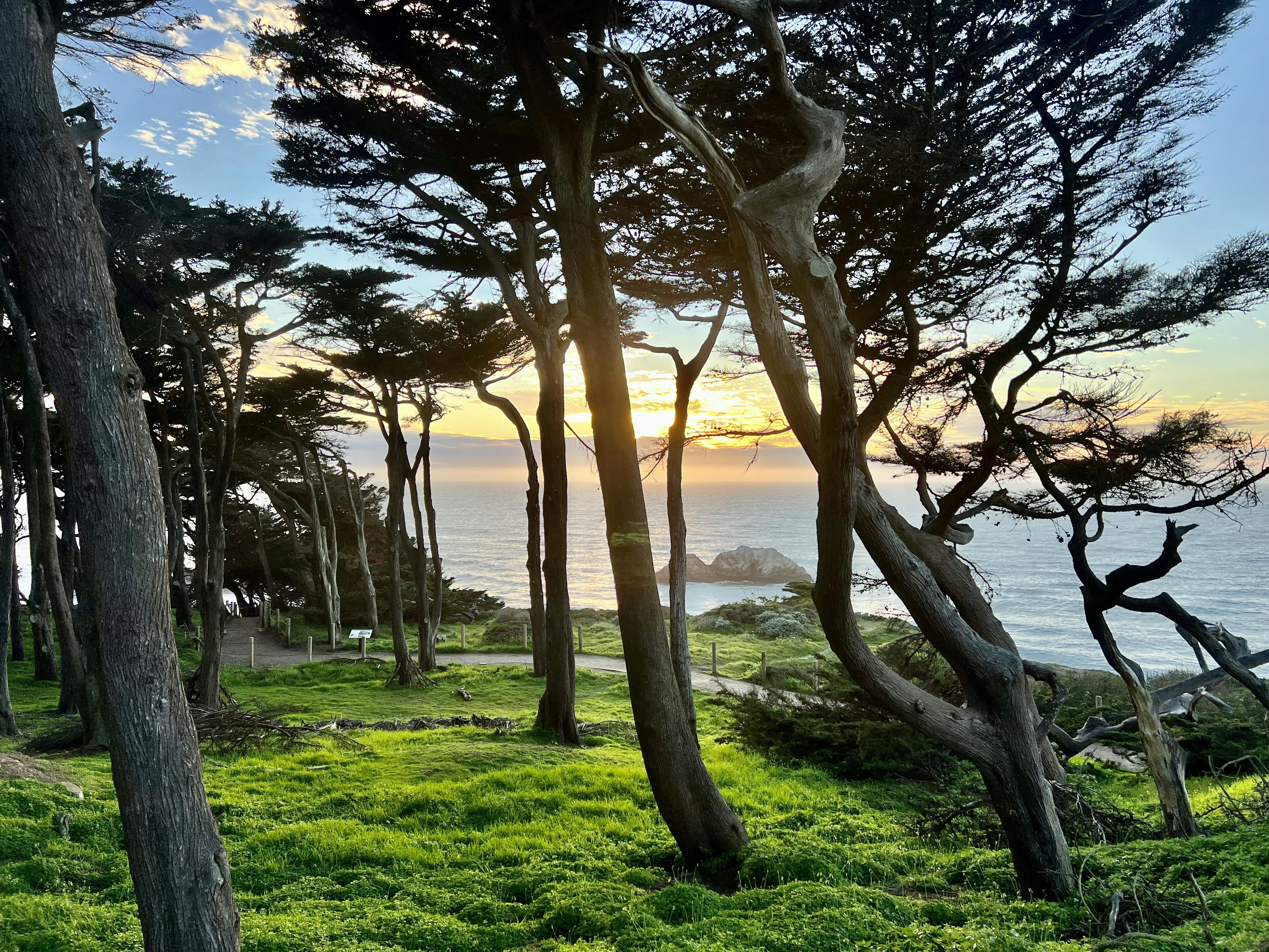 Sunset Through Wind-Carved Pines Over a Sea Cliff