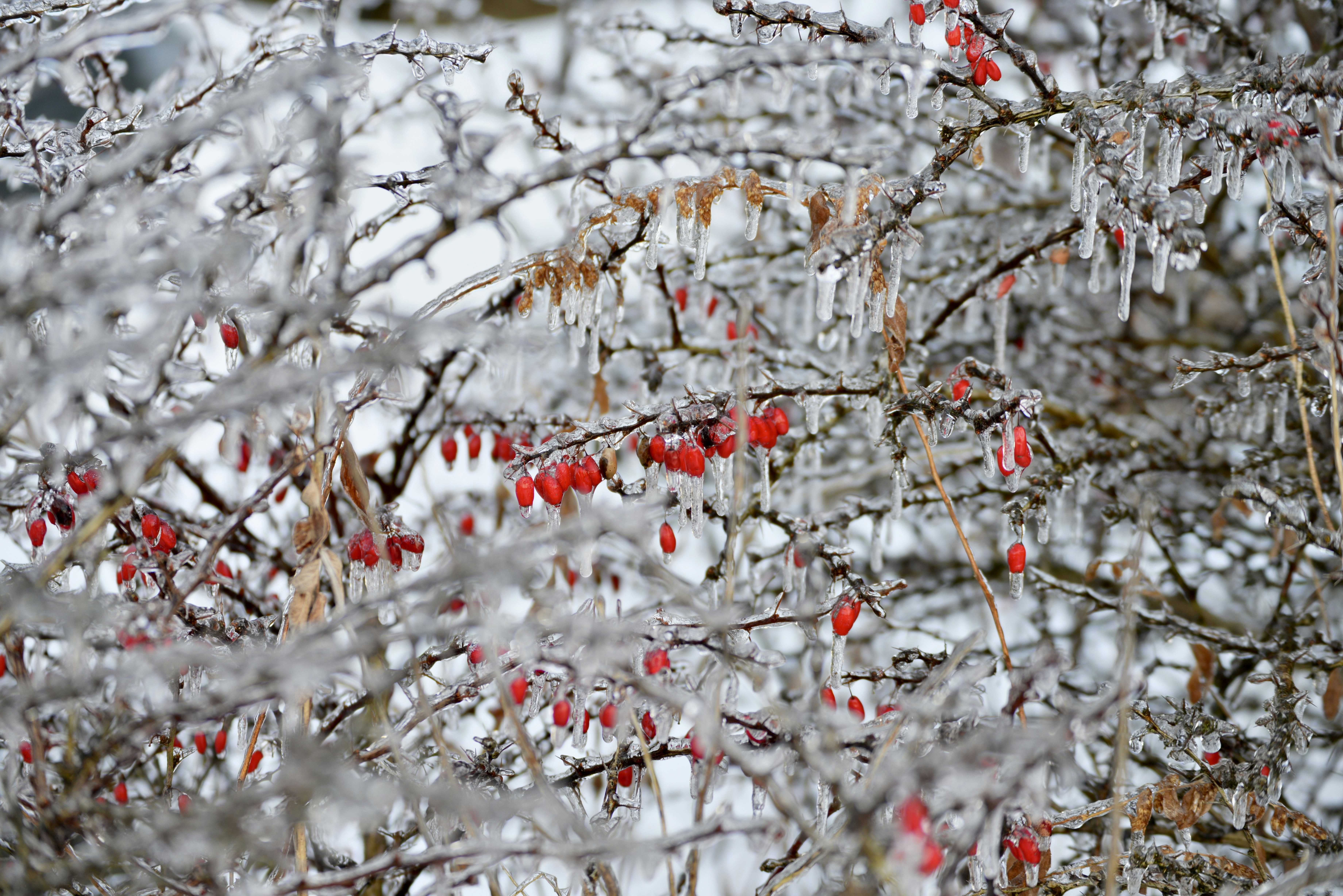 Un arbre couvert de glace et de fruits rouges photo – Photo États Unis ...