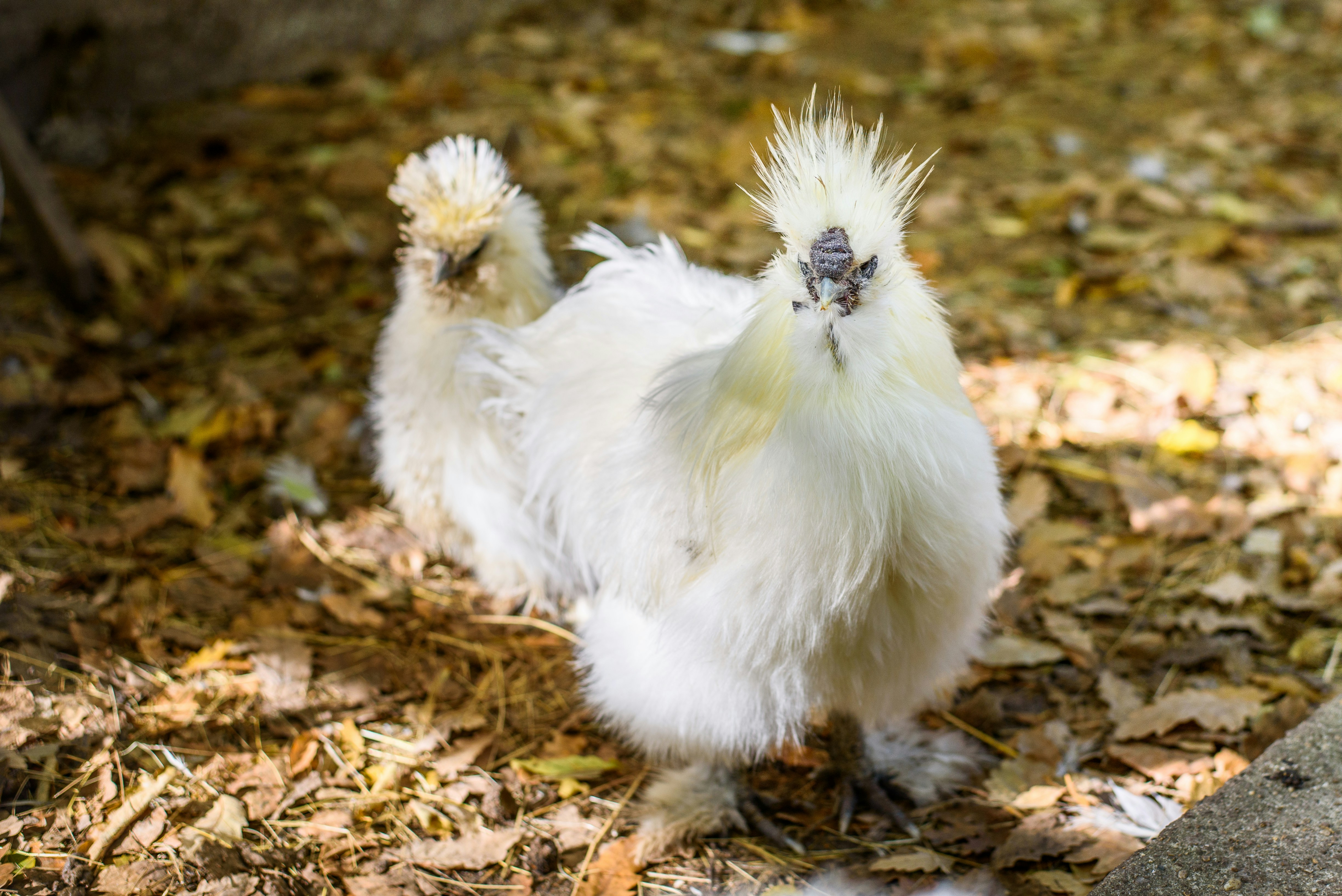 Autumn Spotlight: A Fluffy Silkie Stands Among Dappled Leaves