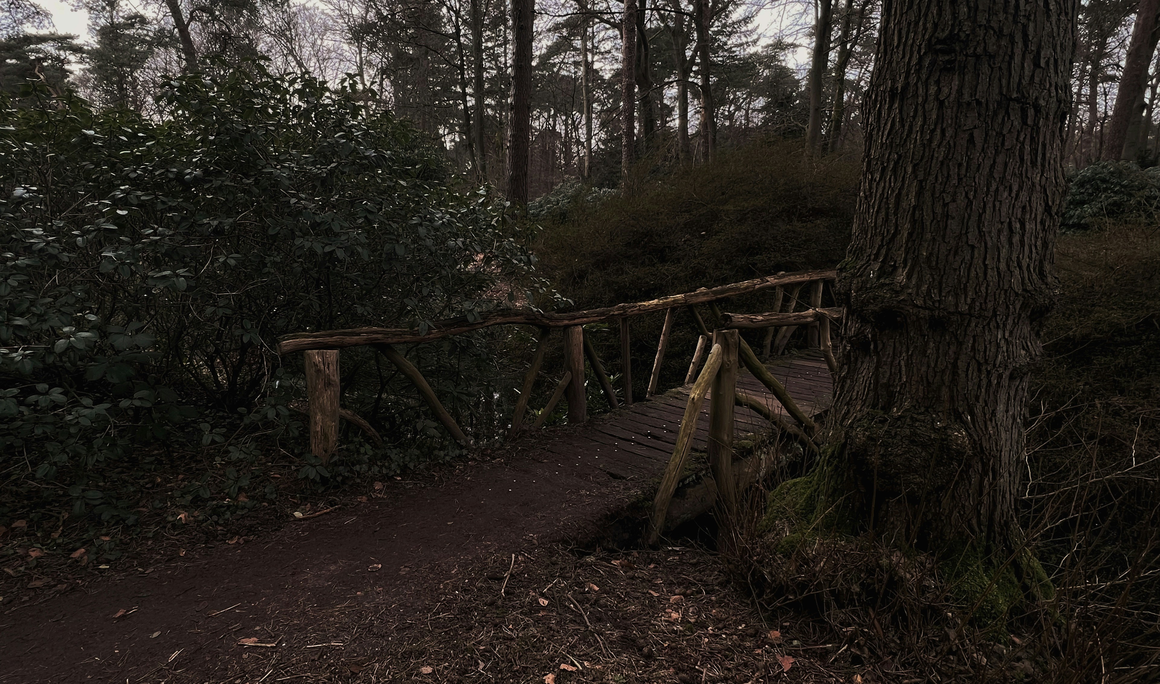 Dusk on the Rustic Woodland Path: A Quiet Walk Among Shadowed Pines