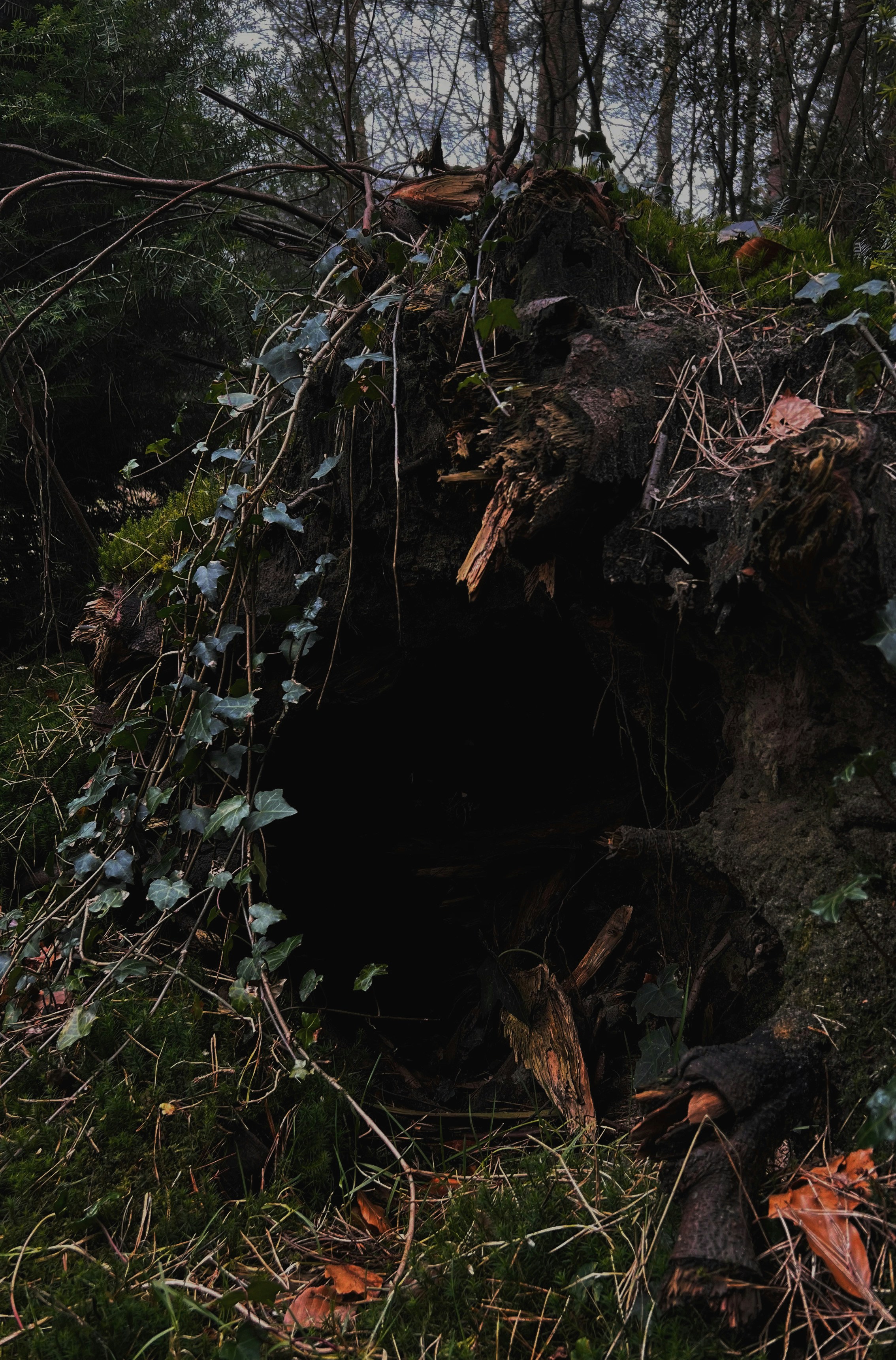Shadowed Hollow Beneath an Ivy-Wrapped Fallen Crown