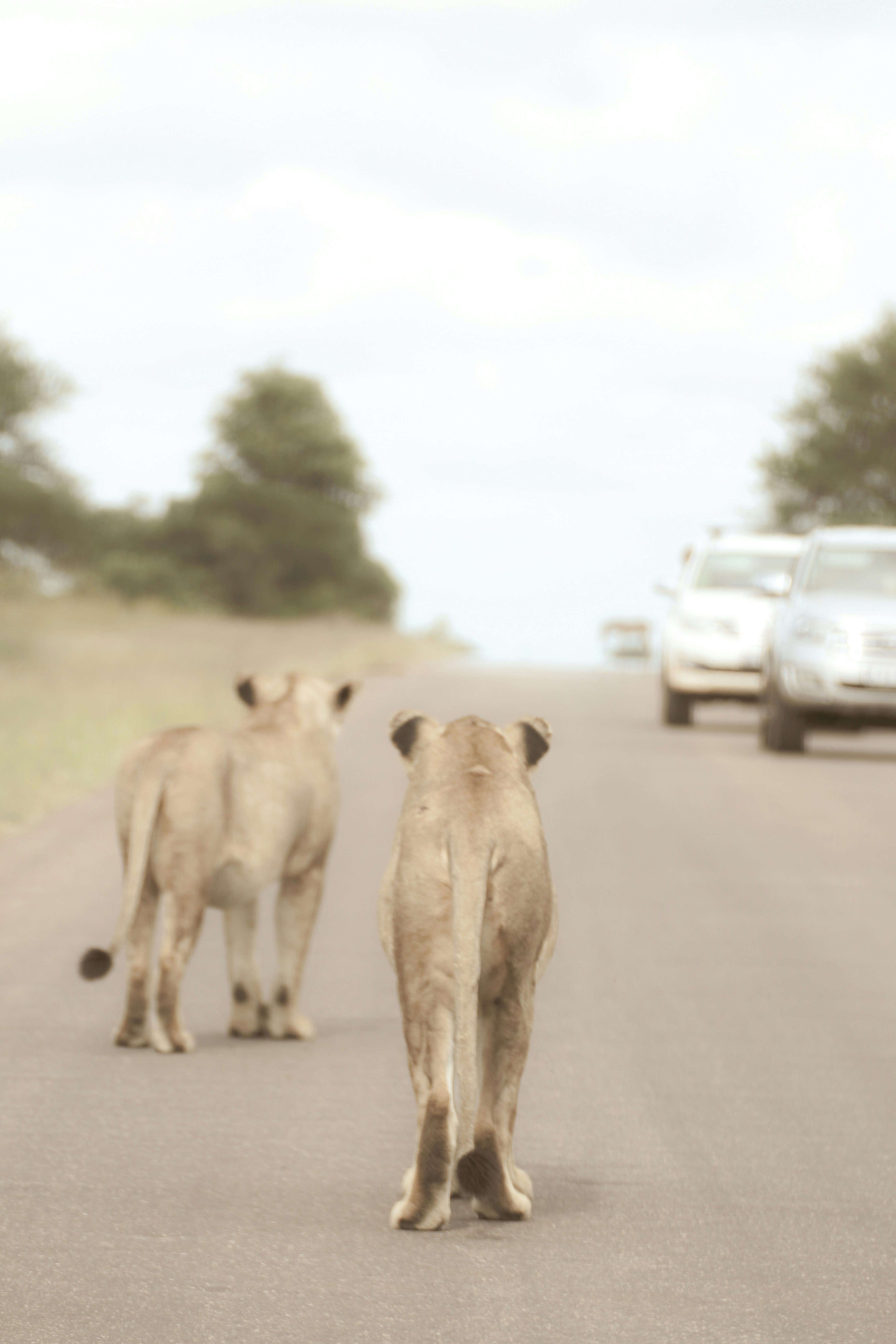 Savannah Roadbound: Canids Trek Toward Distant Traffic
