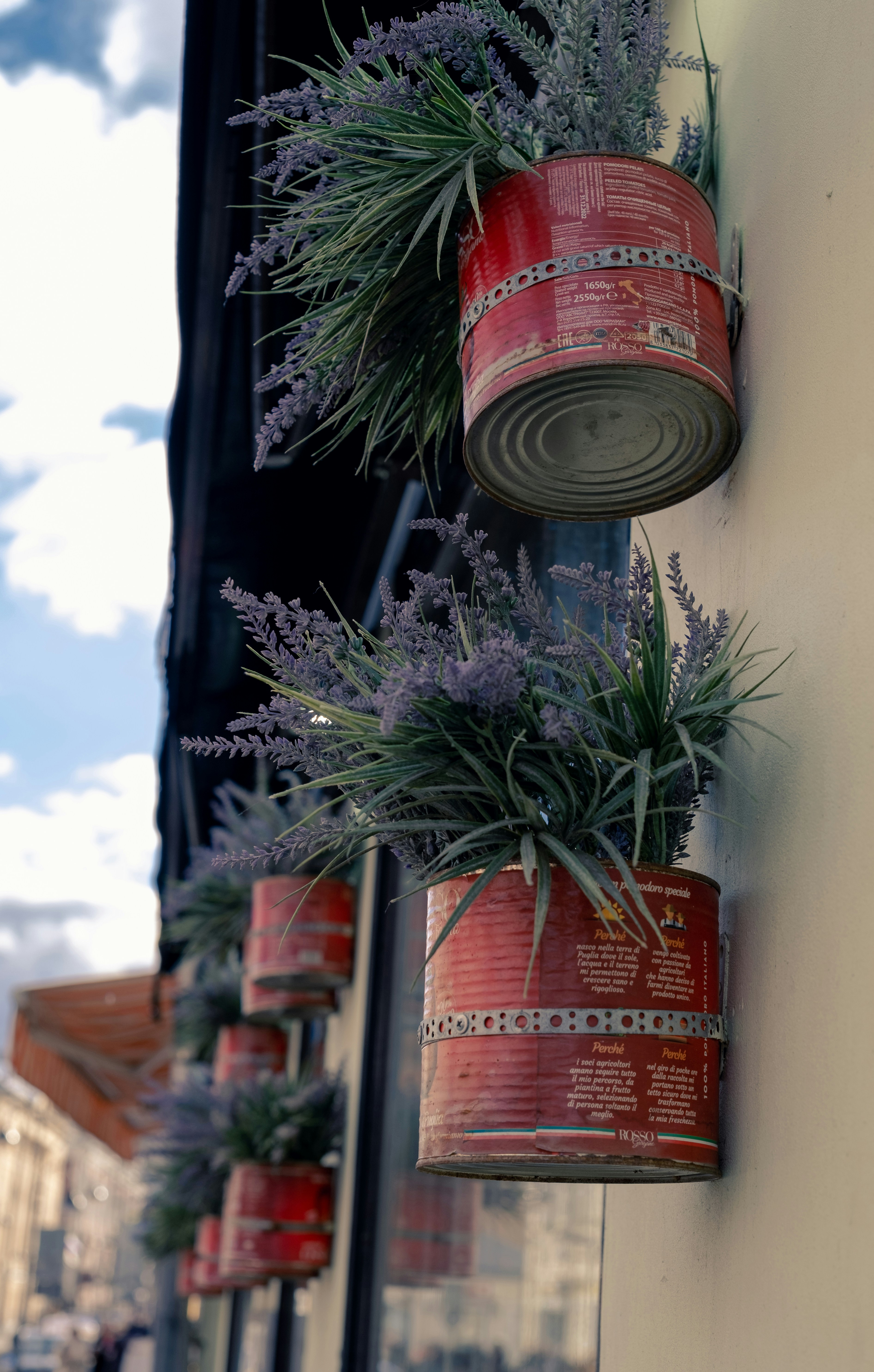 Vertical Garden on a Red Tin: Lavender Cascades from Exterior Planters