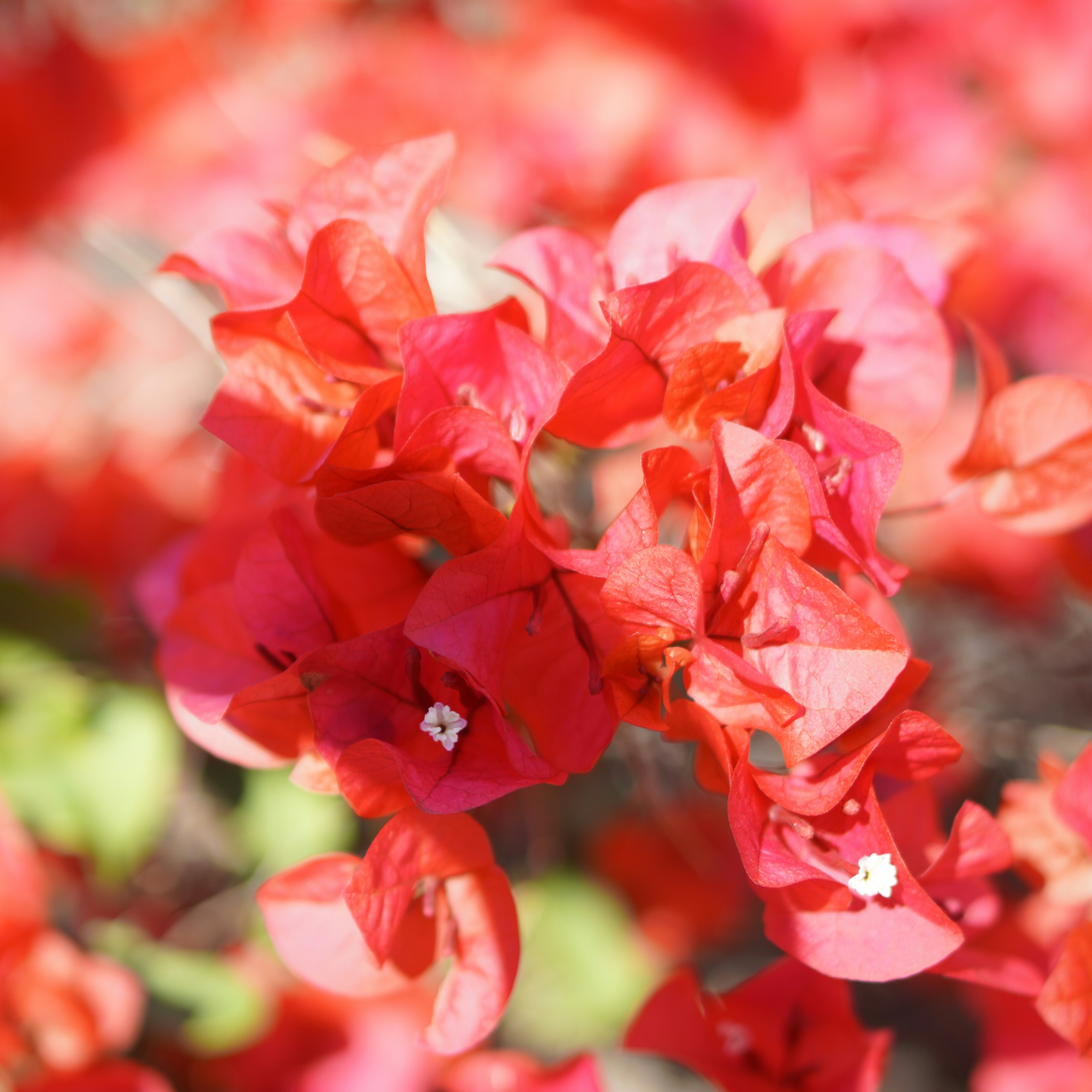 Un bouquet de fleurs rouges qui fleurissent photo – Photo Etats-Unis ...
