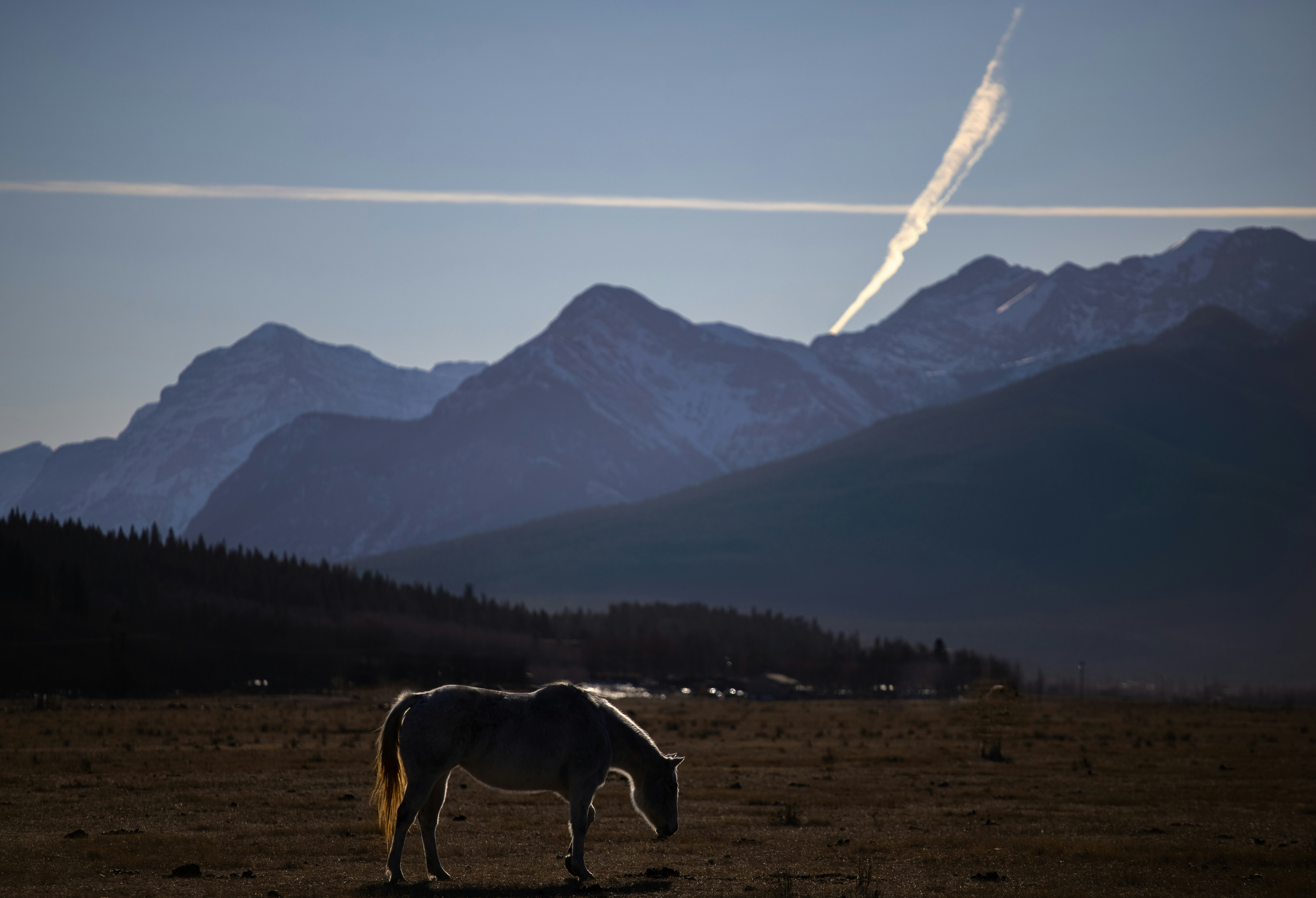 Lone Horse in an Alpine Vale Under a Sky-Crossing Contrail