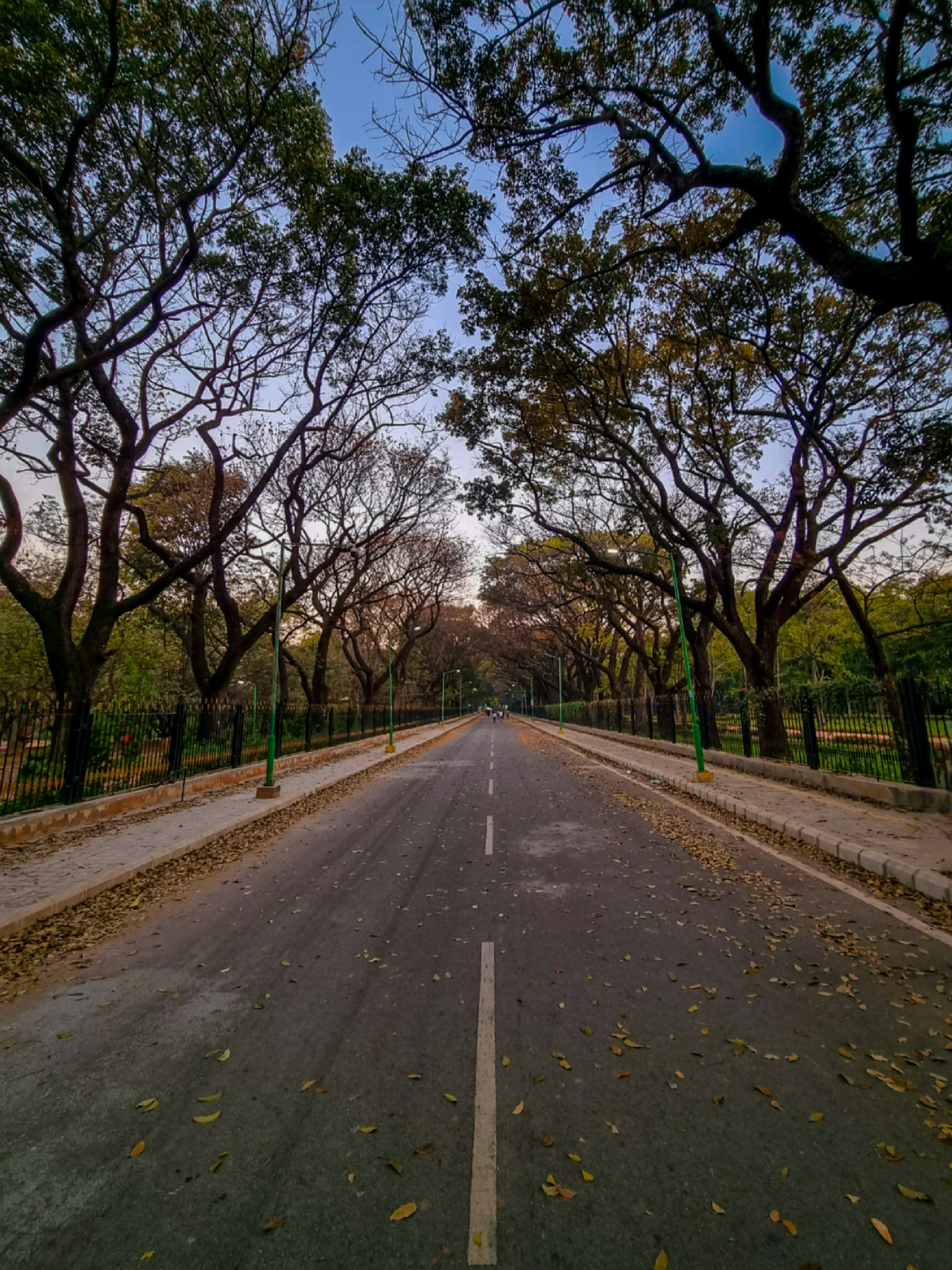 Vanishing Line of Autumn: Tree-Canopy Avenue Toward the Park Horizon