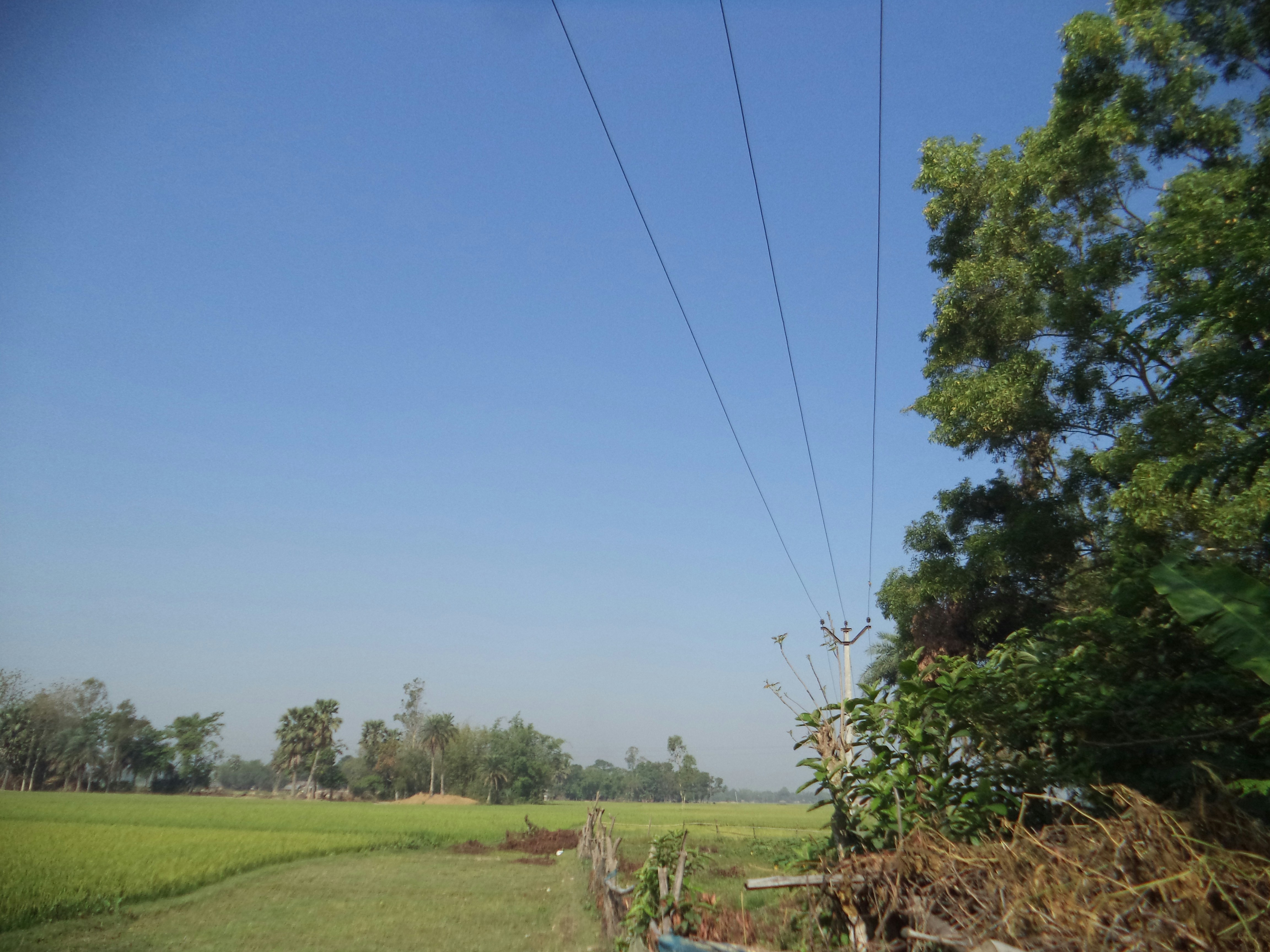 Vast green rice fields stretch under a clear blue sky, framed by lush trees and utility lines in the distance.