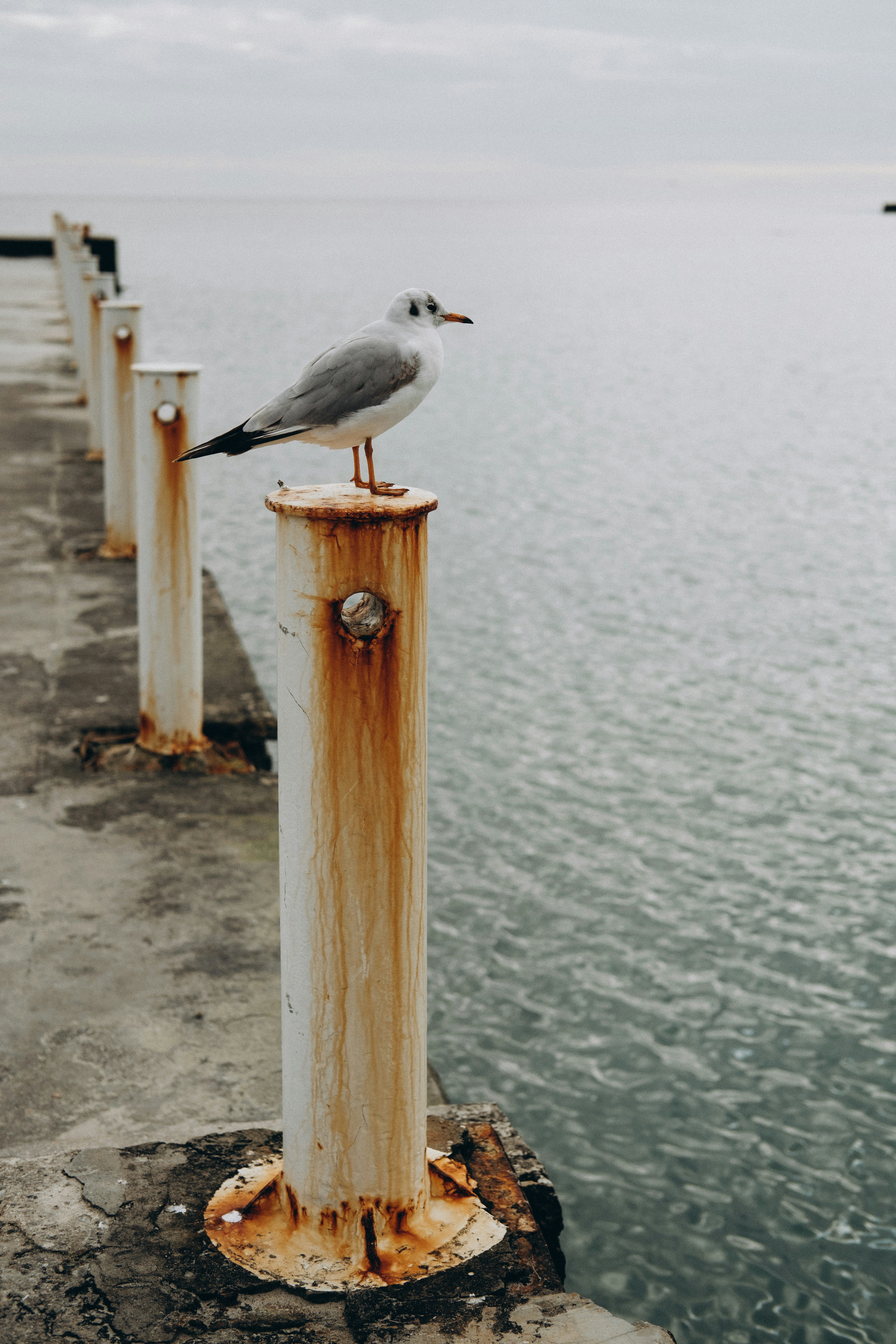 a seagull sitting on top of a wooden post near the water