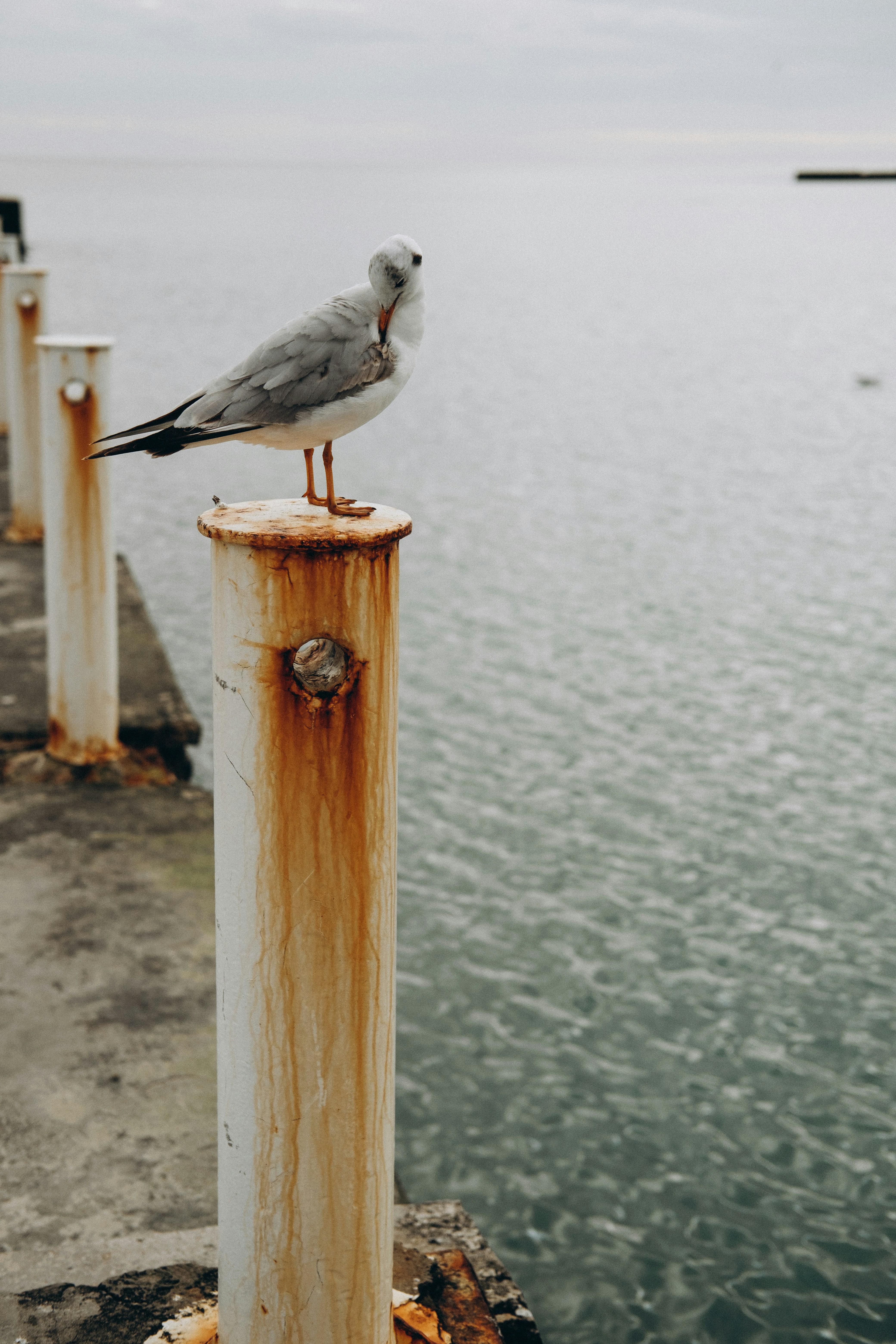 A seagull stands on a weathered post overlooking calm waters, reflecting the soft light of an overcast sky.