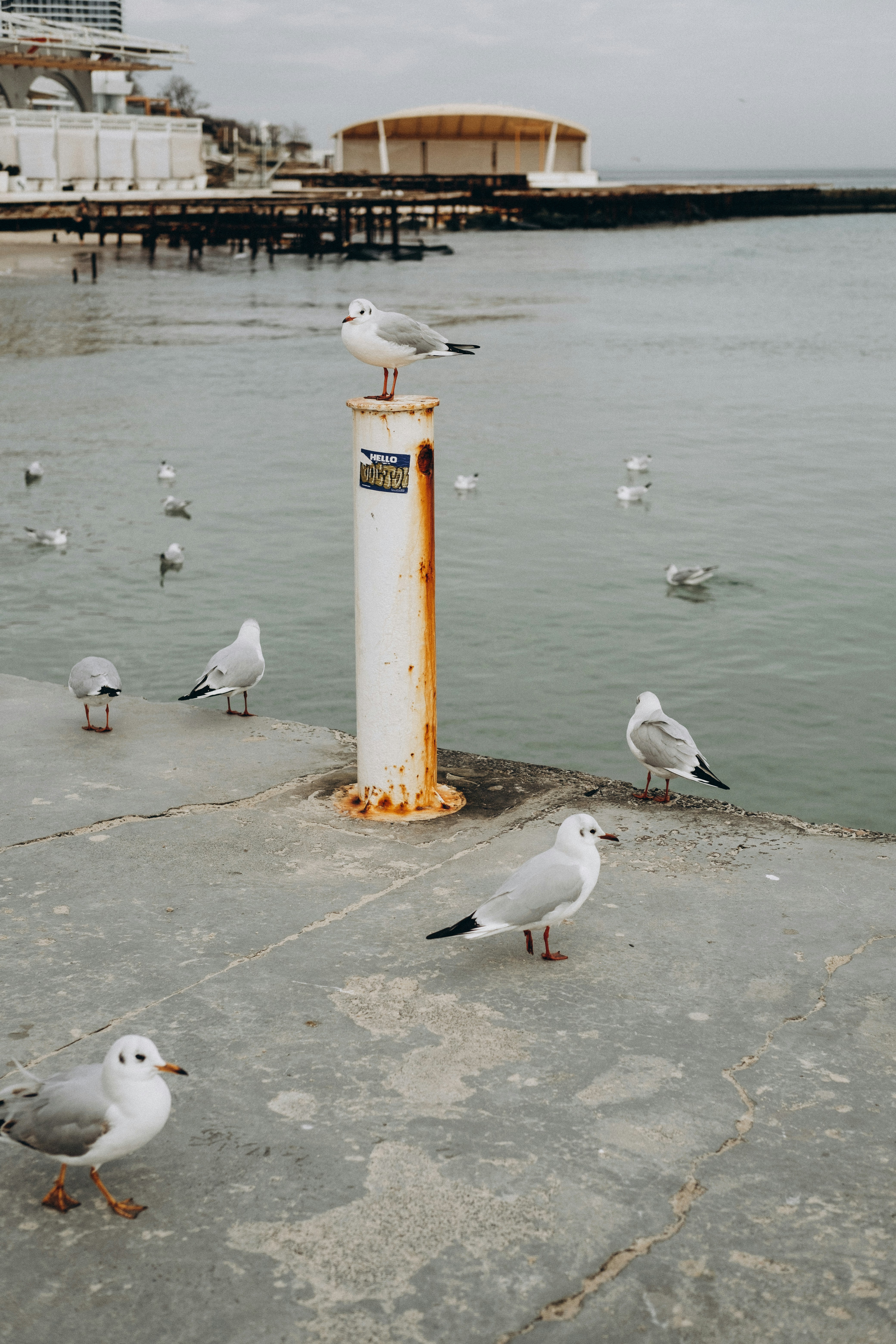 A group of seagulls gathered near a rusty post on a dock, with calm waters and a distant pavilion in the background.