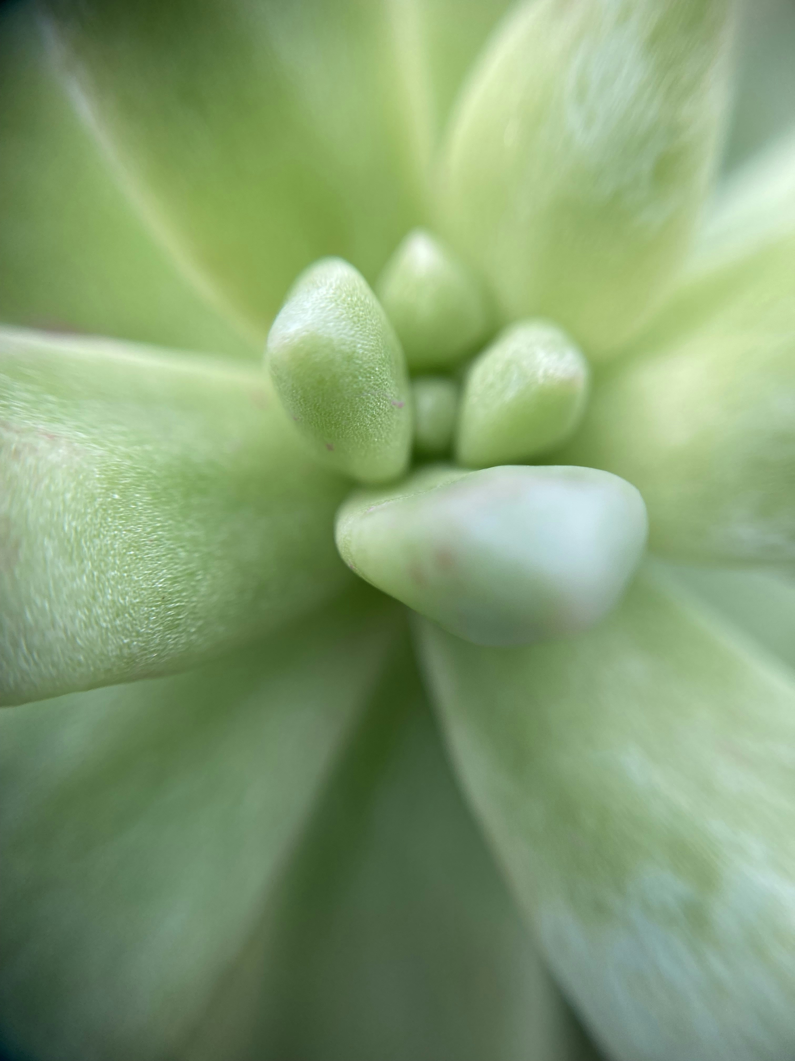 Foto Un primer plano de una flor verde que está floreciendo – Imagen ...