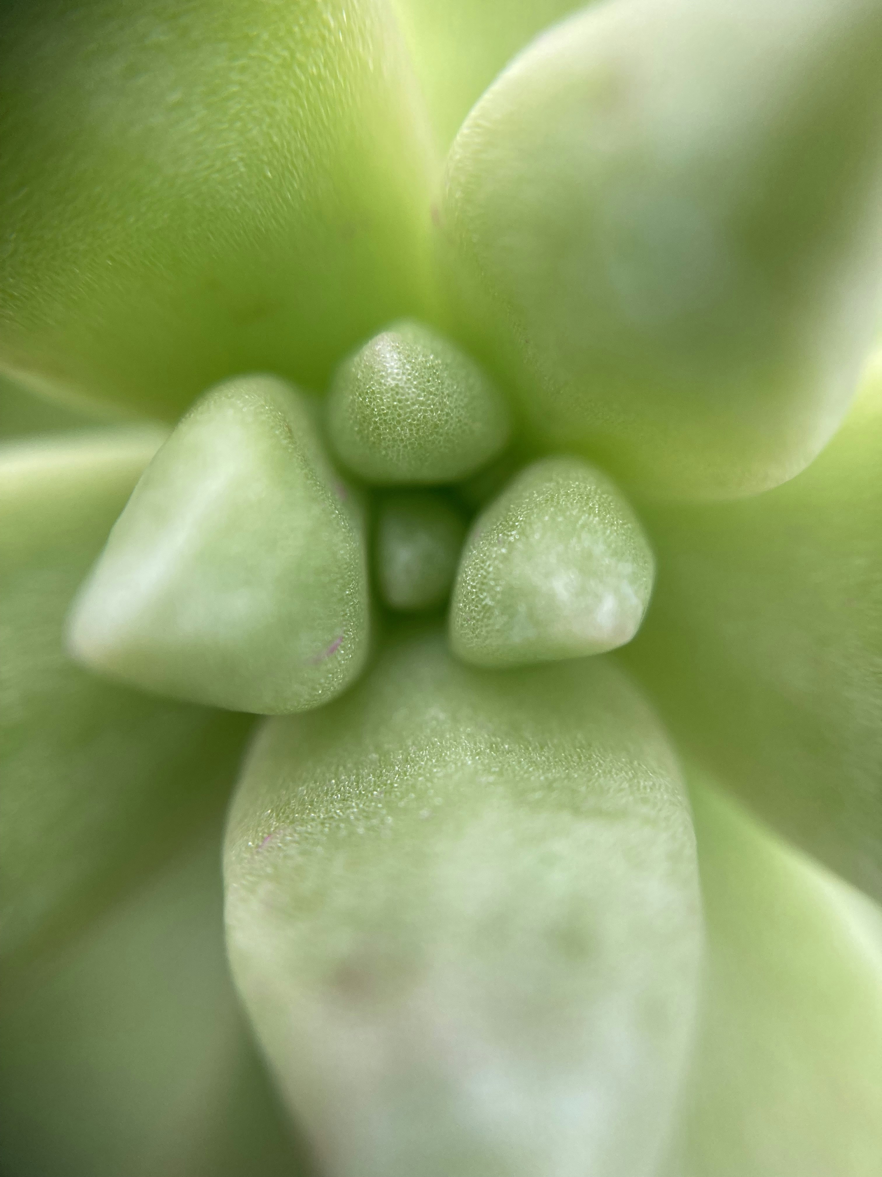 Centered Rosette: a pale-green succulent macro’s quiet core