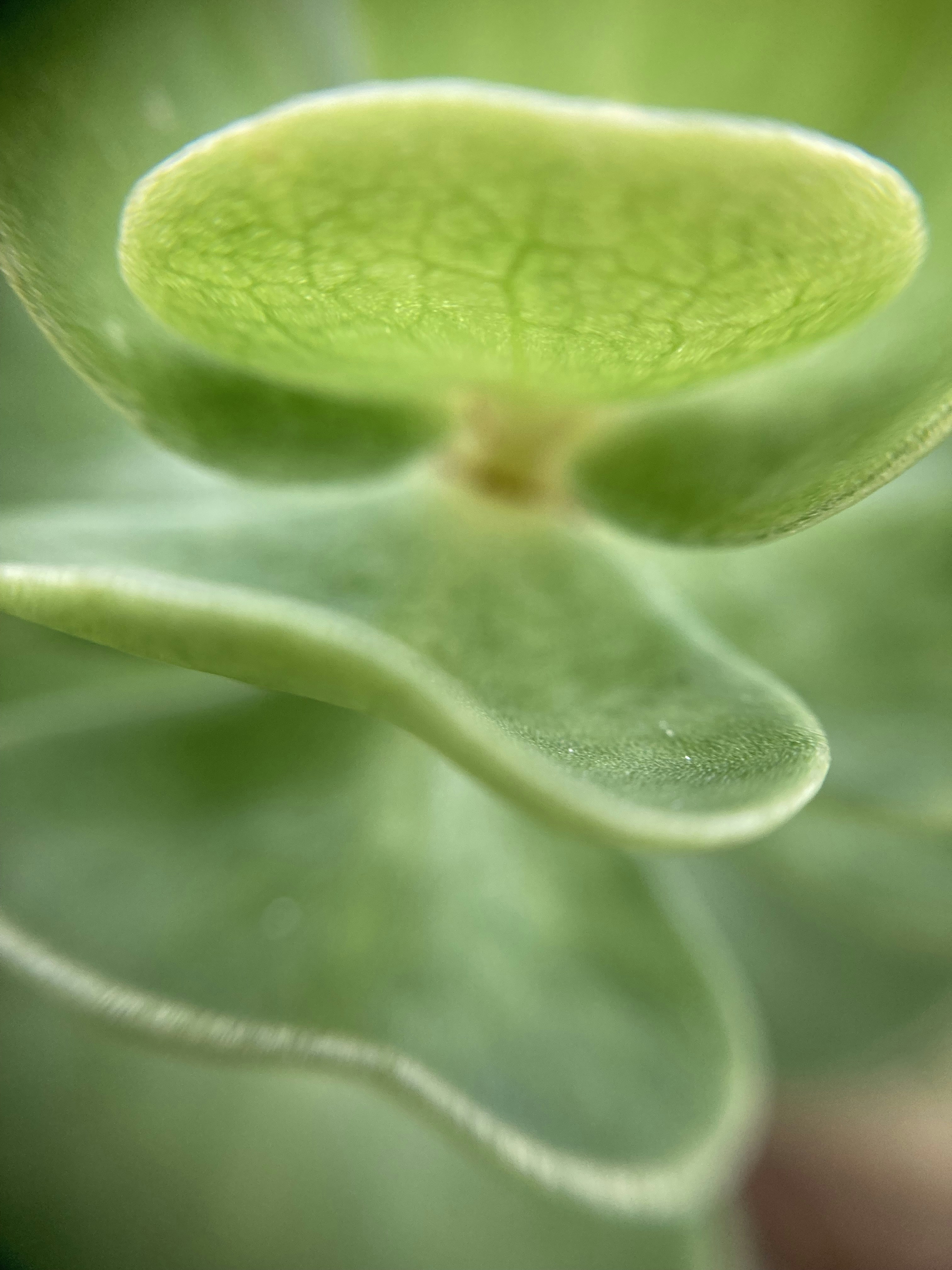 Close-up of succulent leaves showcasing intricate textures and vibrant green hues.