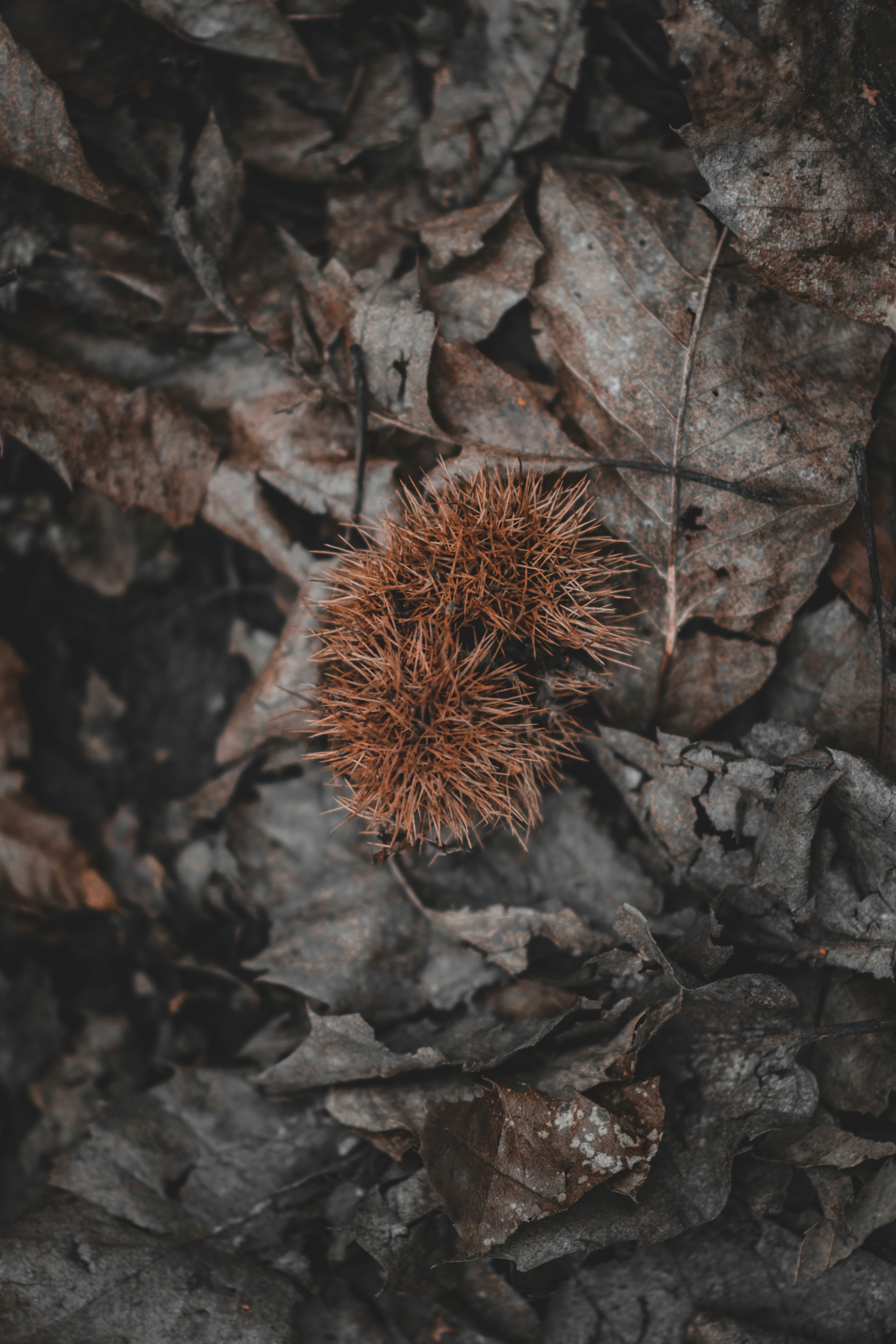 A plant that is growing out of some rocks photo – Free Uk Image on Unsplash
