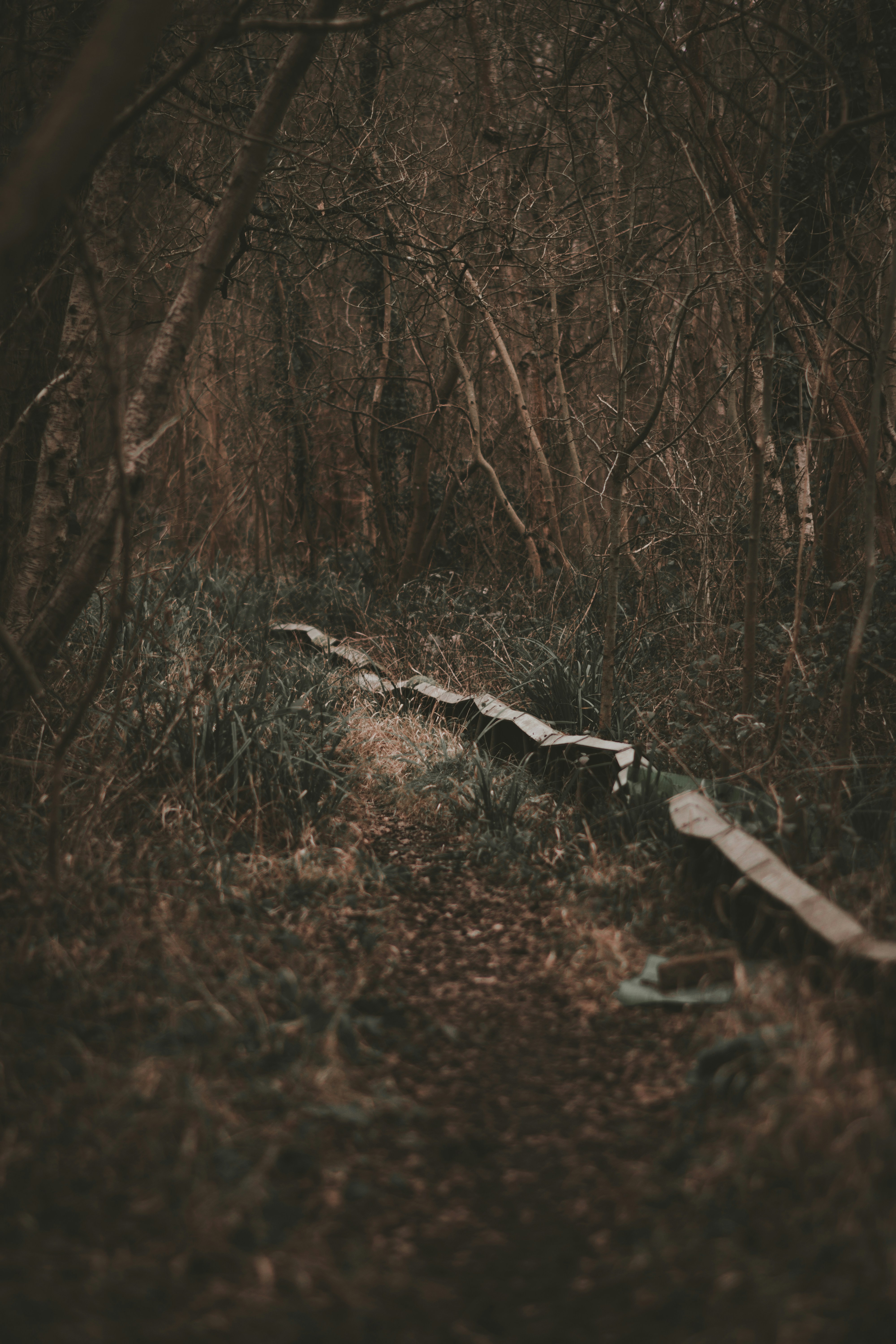 A narrow, winding path through a dense forest, framed by dark, intertwining branches and sparse undergrowth. The atmosphere evokes a sense of mystery and solitude.