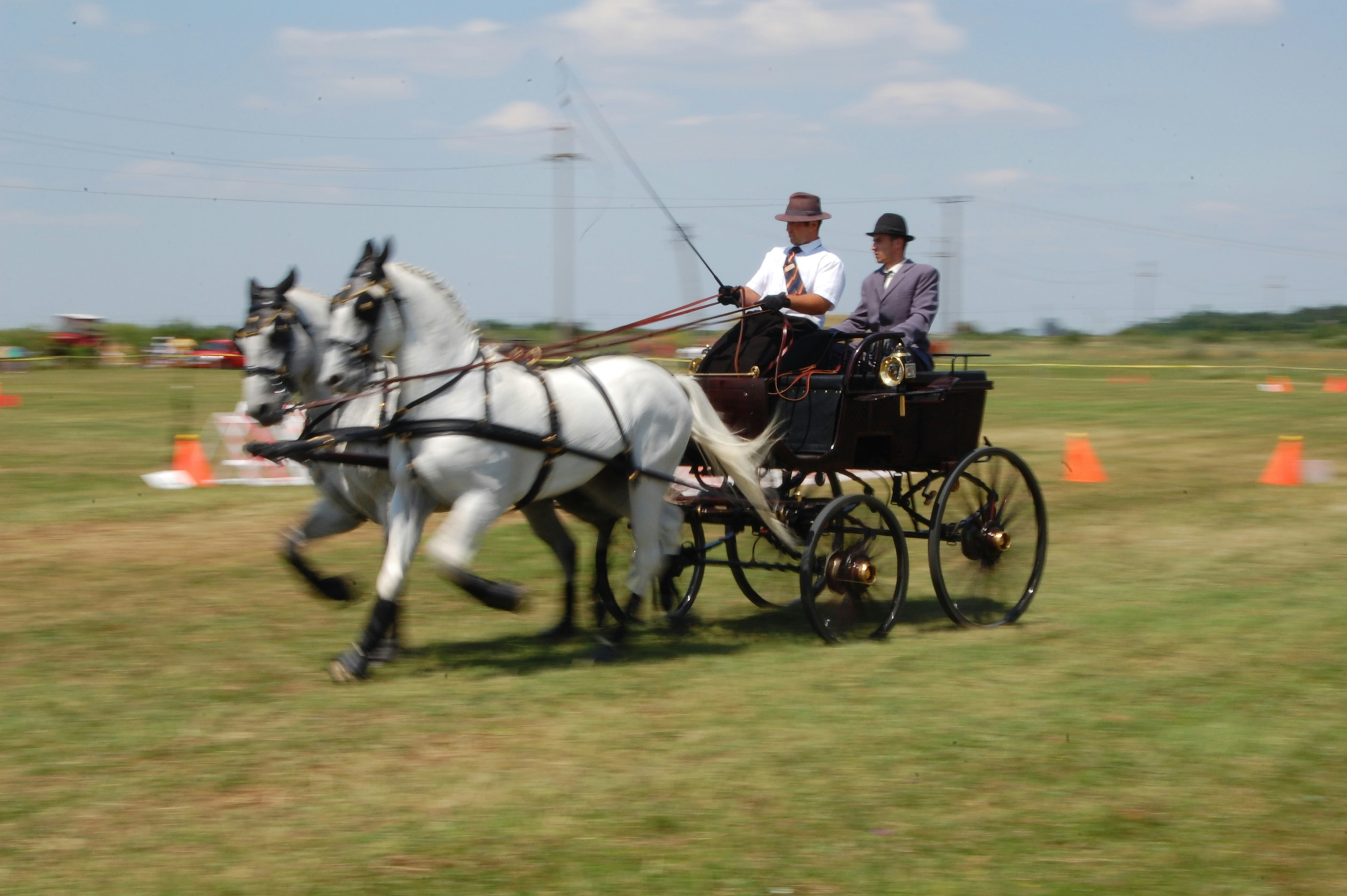 Carriage driving | a couple of men riding on the back of a white horse