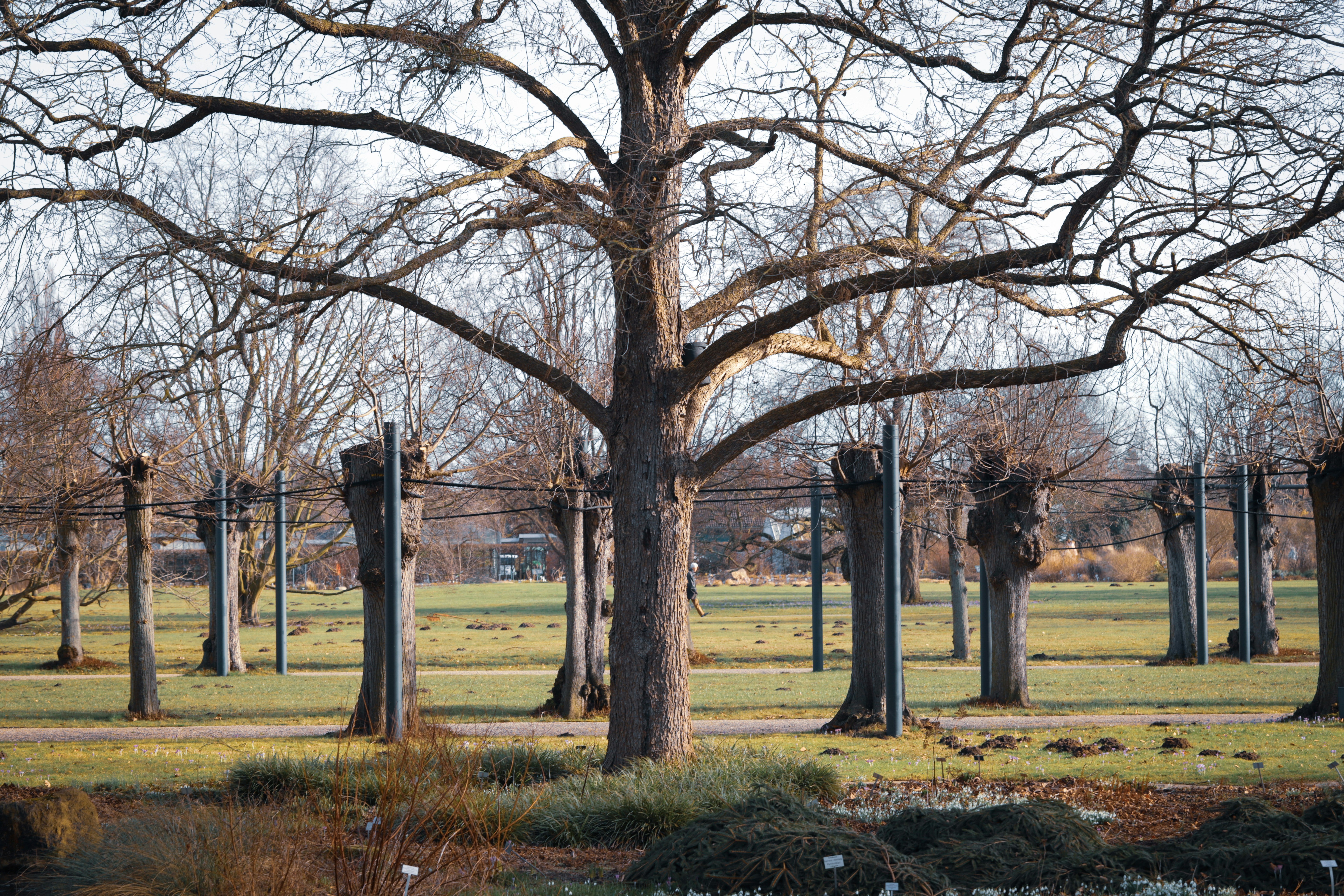 A solitary large tree stands among pruned trees in a winter landscape, showcasing the stark beauty of the season.