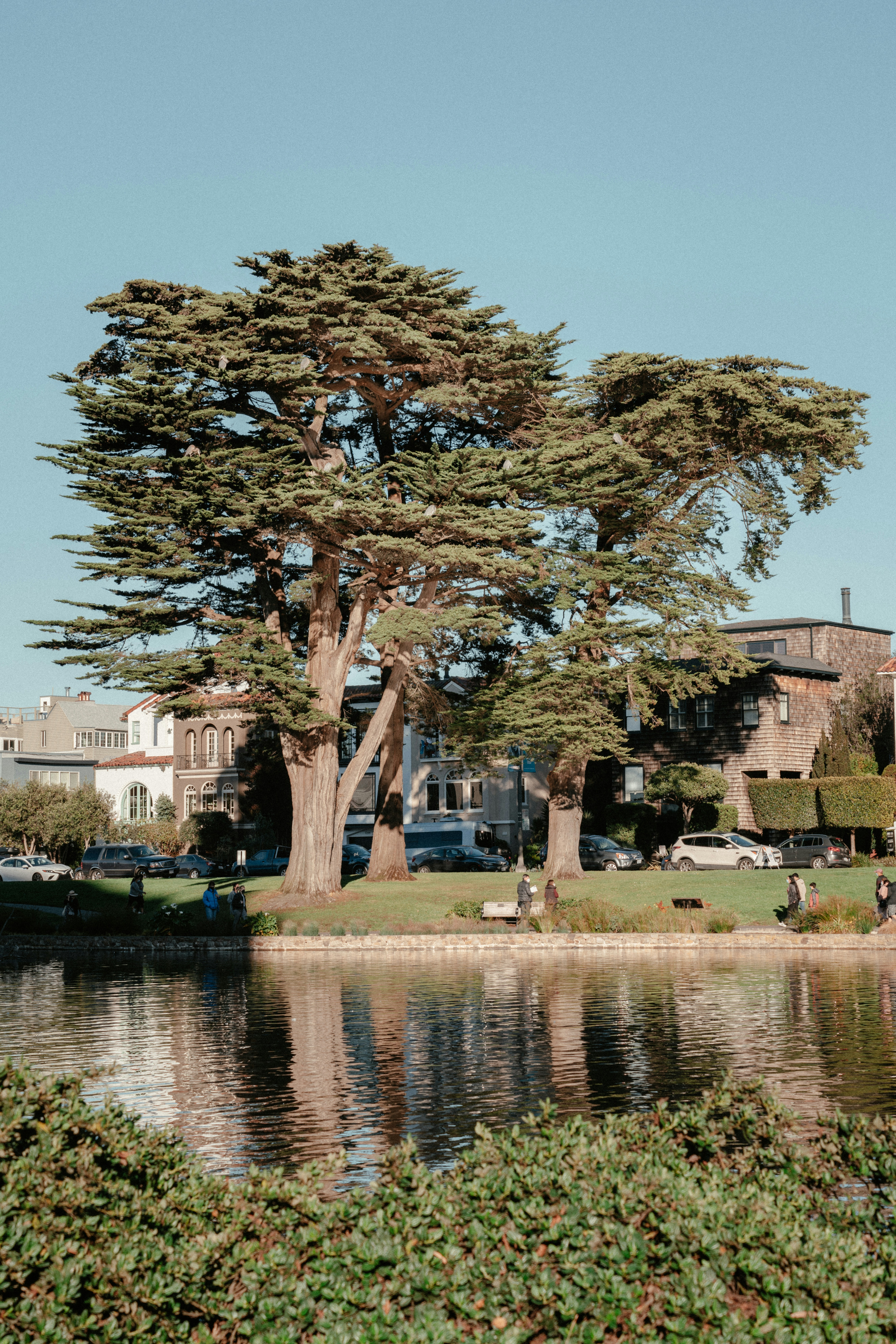 Sunlit Pines Framing a Quiet Waterfront Village