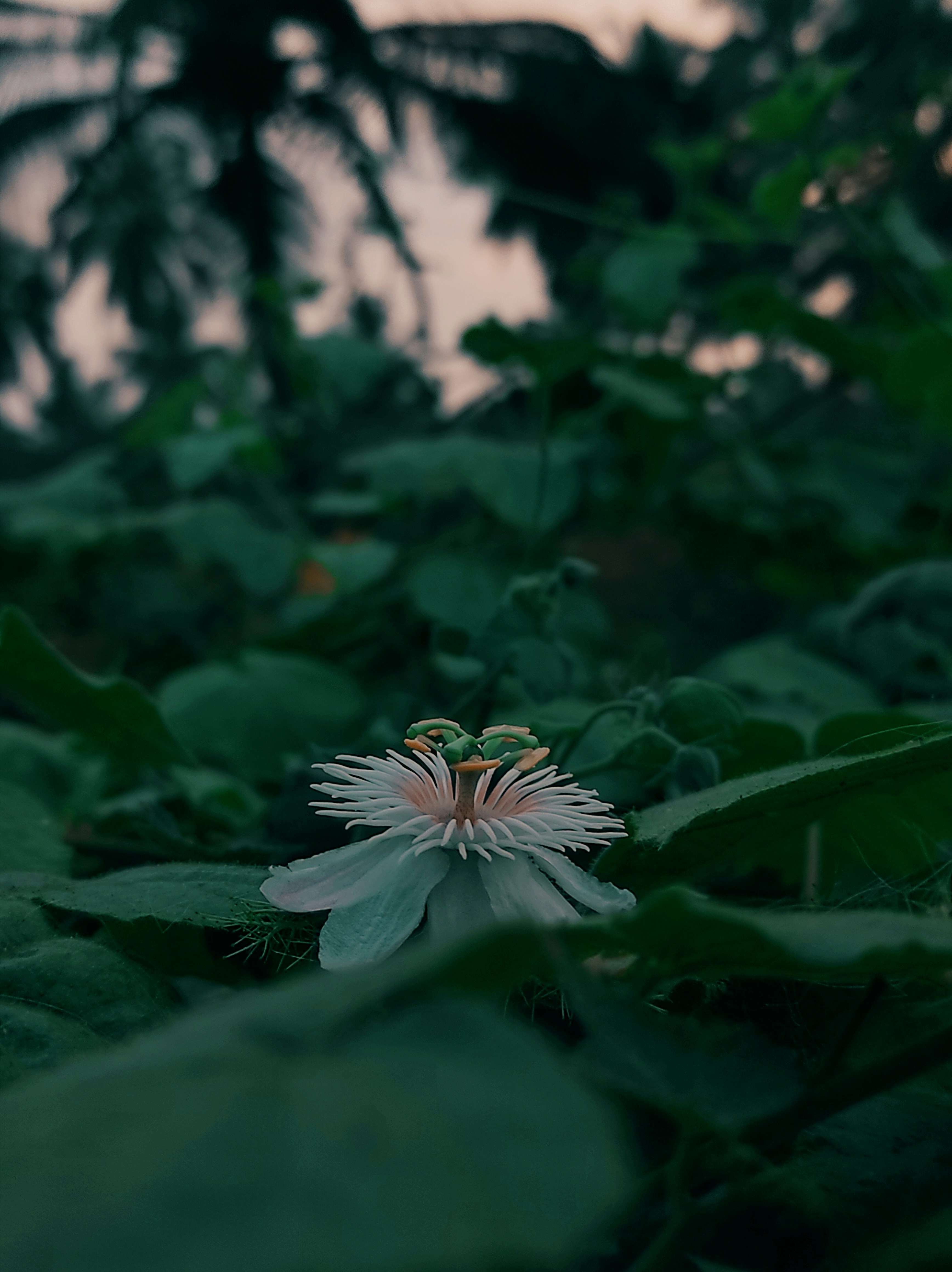 Delicate white flower nestled among lush green leaves, set against a soft, blurred backdrop of palm trees. The scene evokes a sense of tranquility.