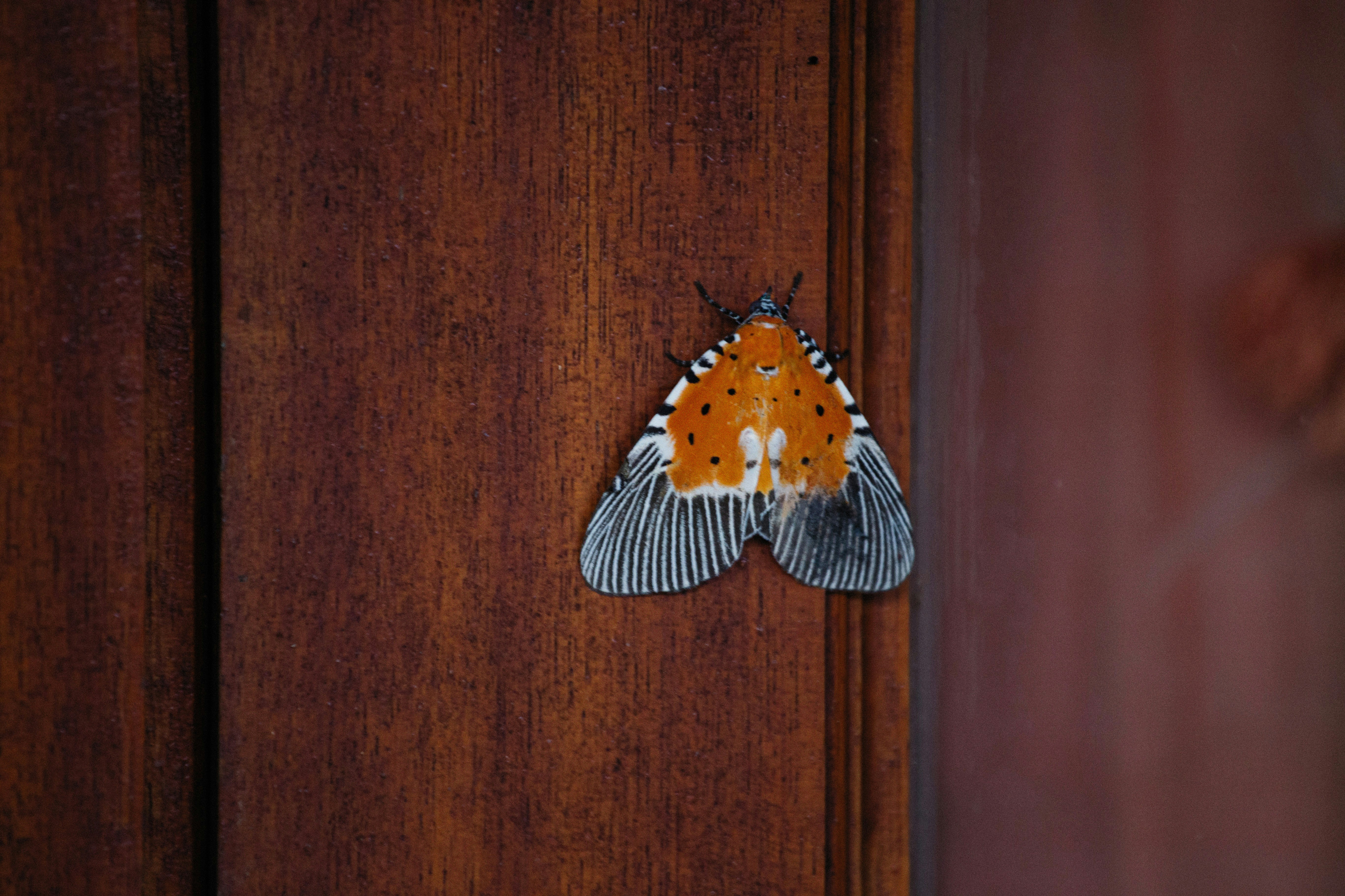 A close up of a moth on a wooden door photo – Free Brown Image on Unsplash