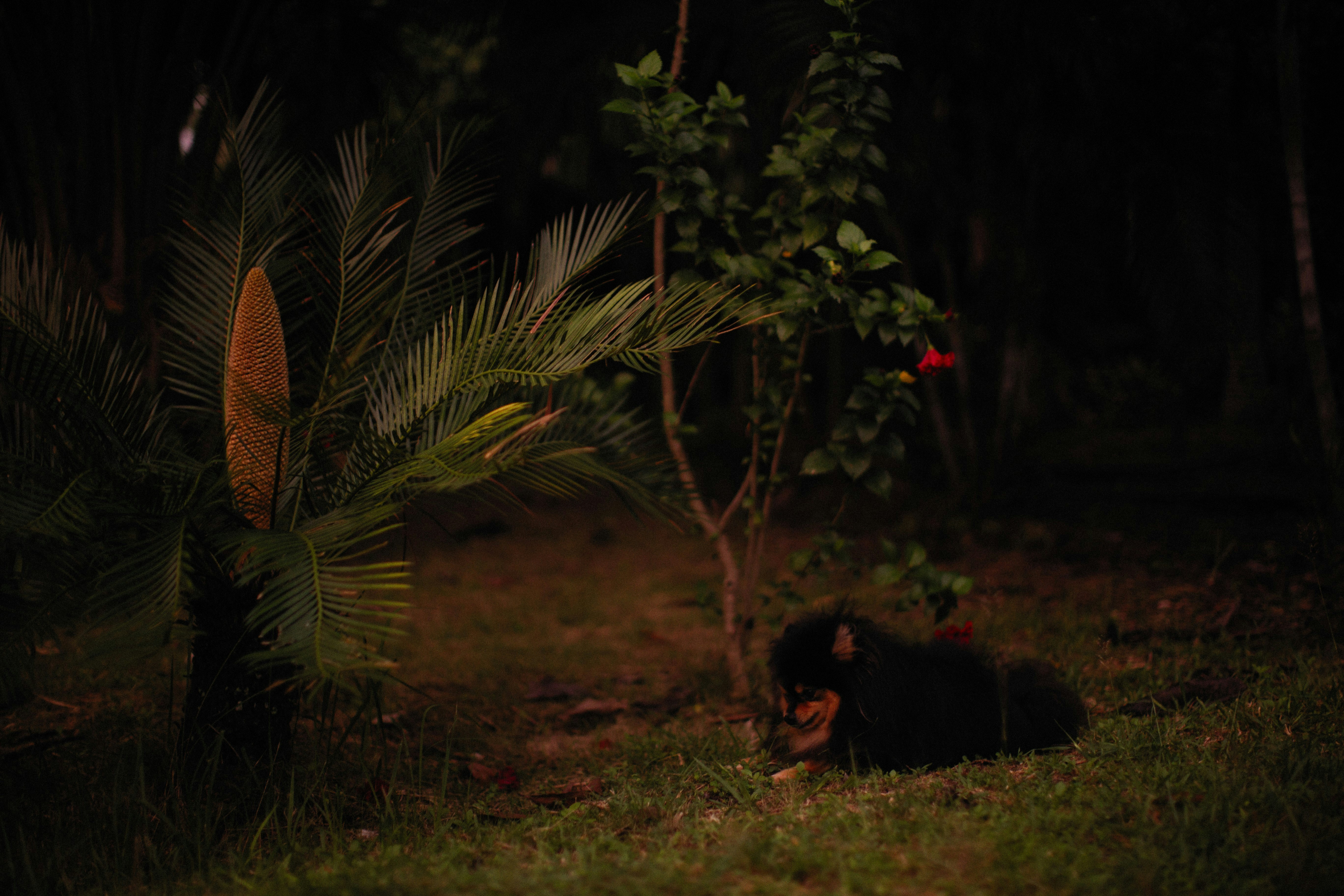 a black cat laying in the grass near a tree