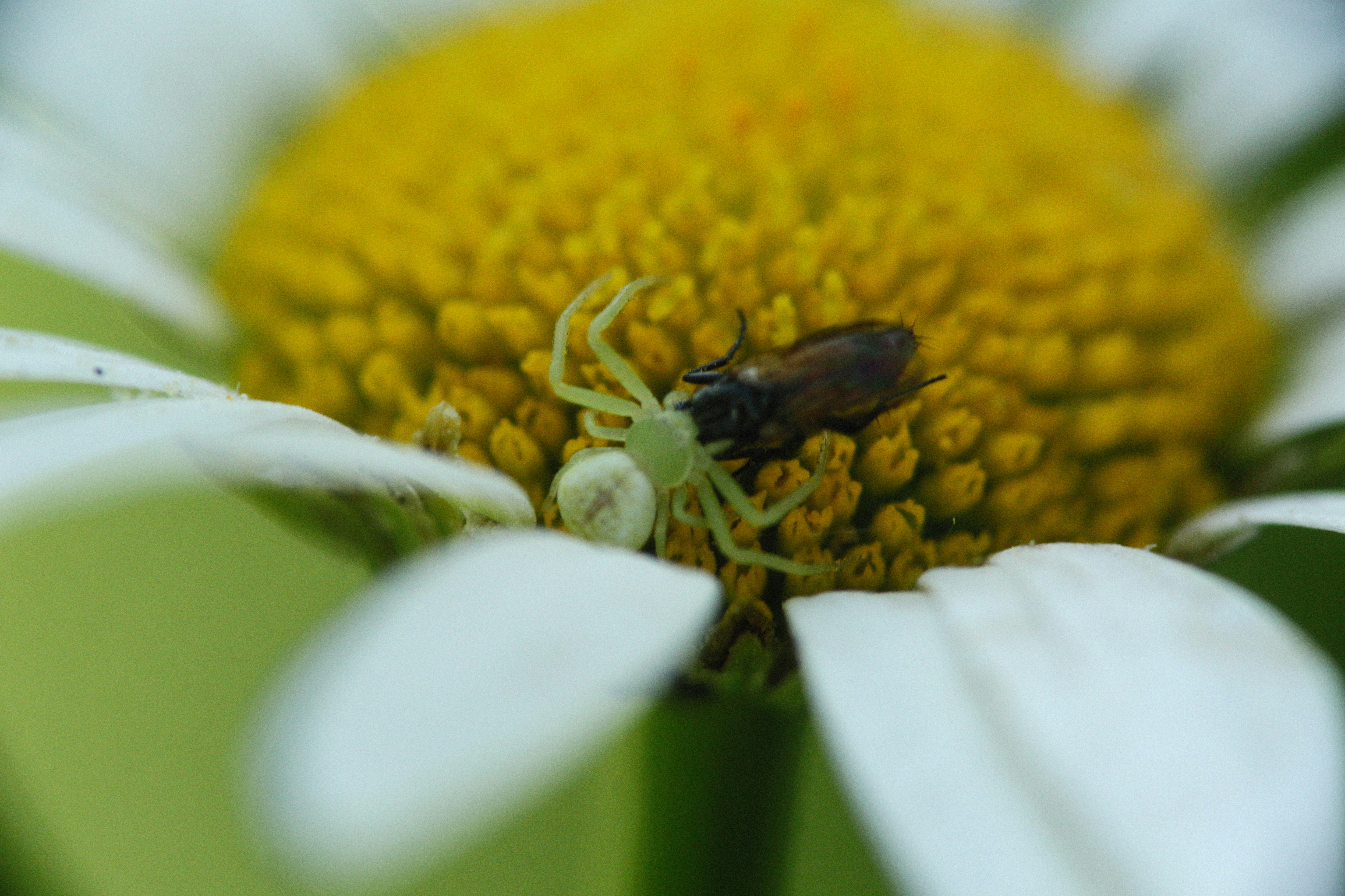 A close up of a flower with a bug on it photo – Free Pollen Image on ...