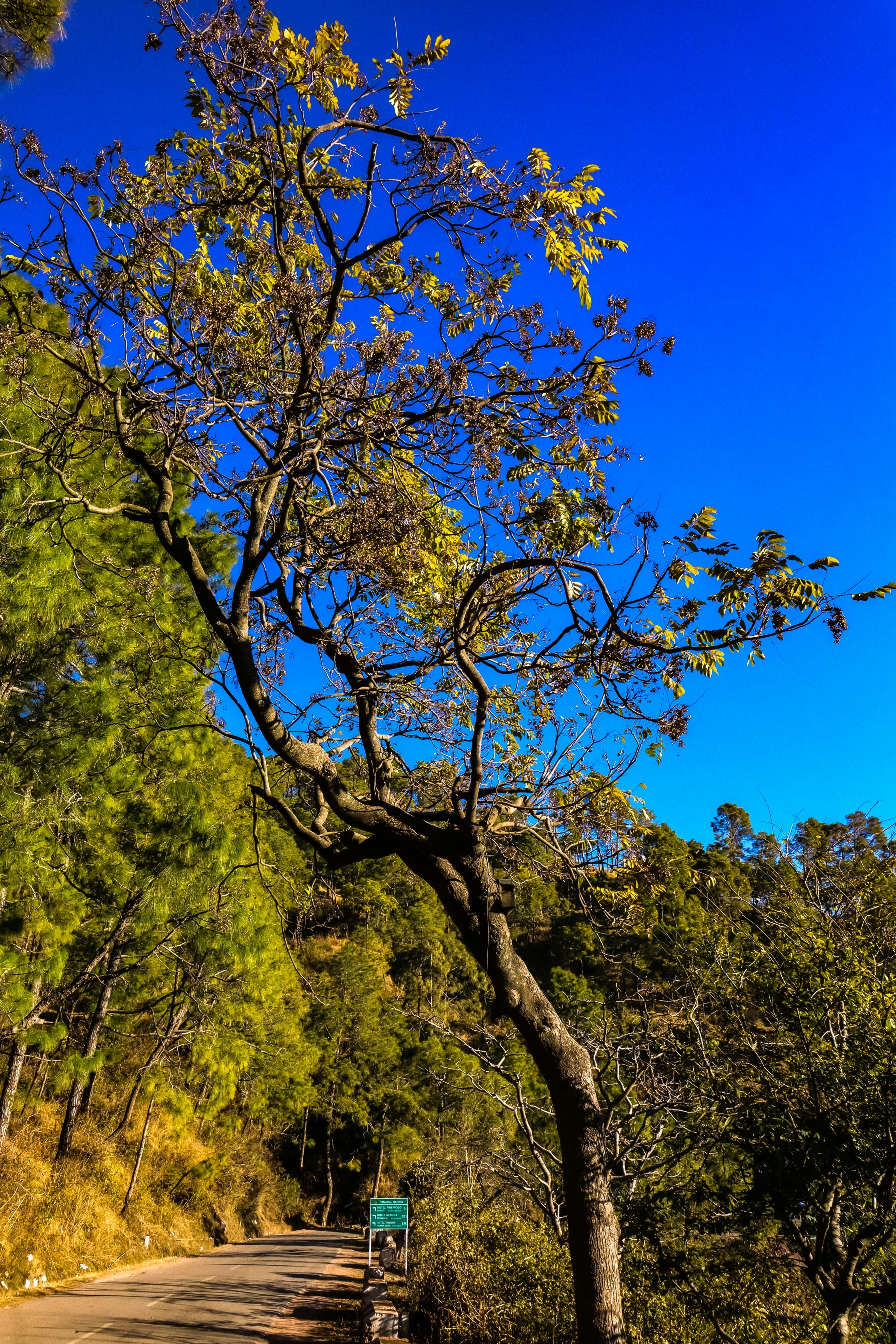 a tree on the side of a road with a blue sky in the background