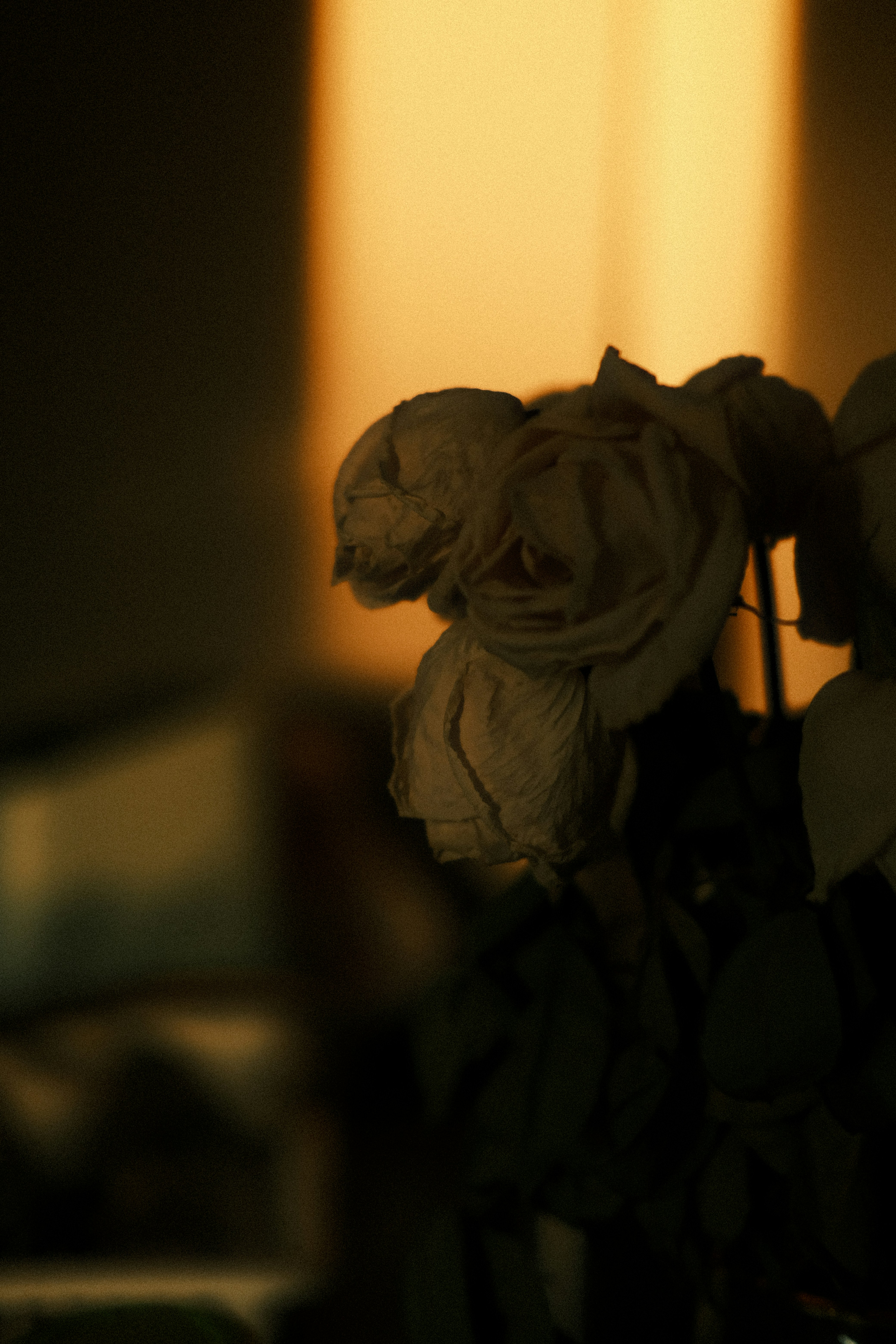 Single Rose in Low Light: Warm Backlit Silhouette