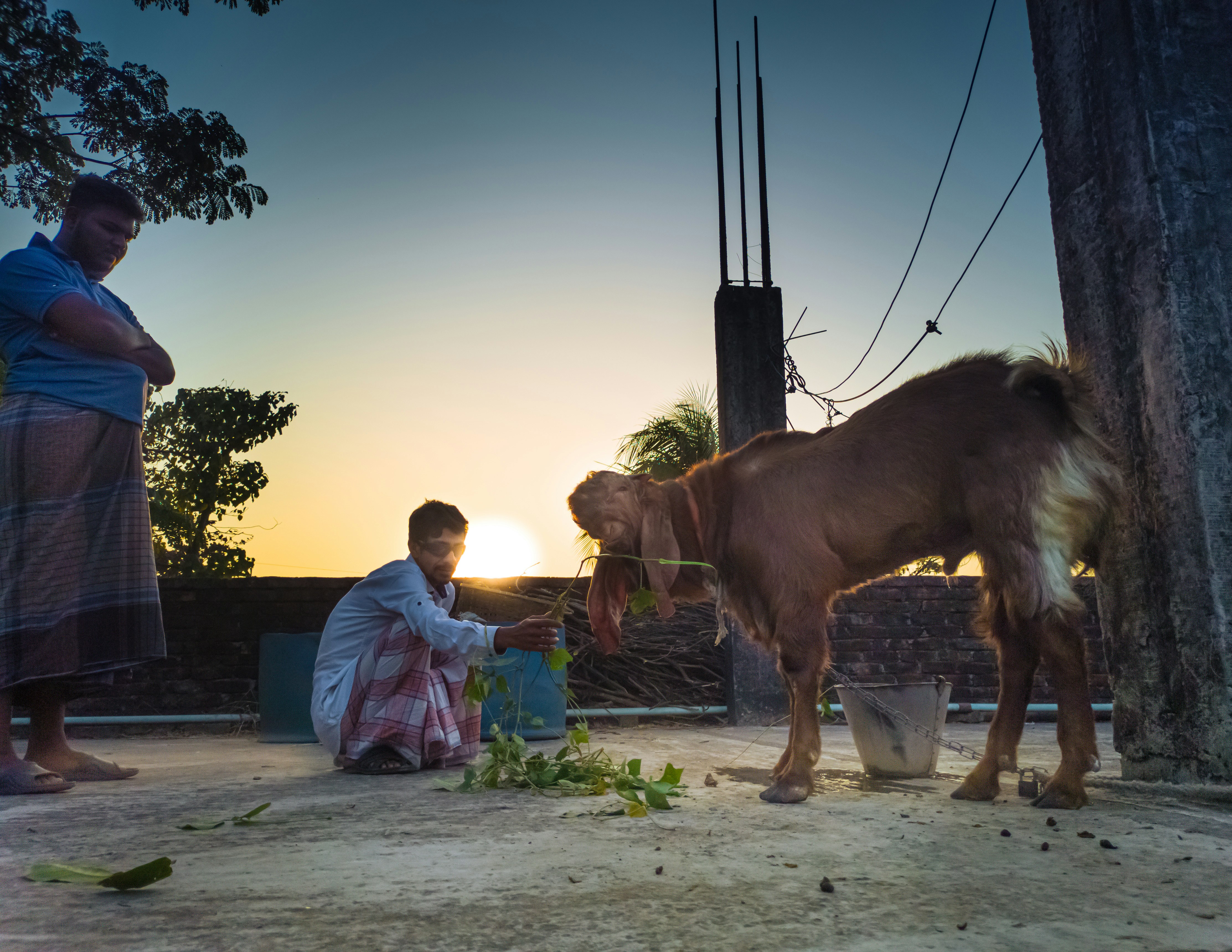 Dusk Exchange: A Child's Gentle Gesture with a Goat at Sunset