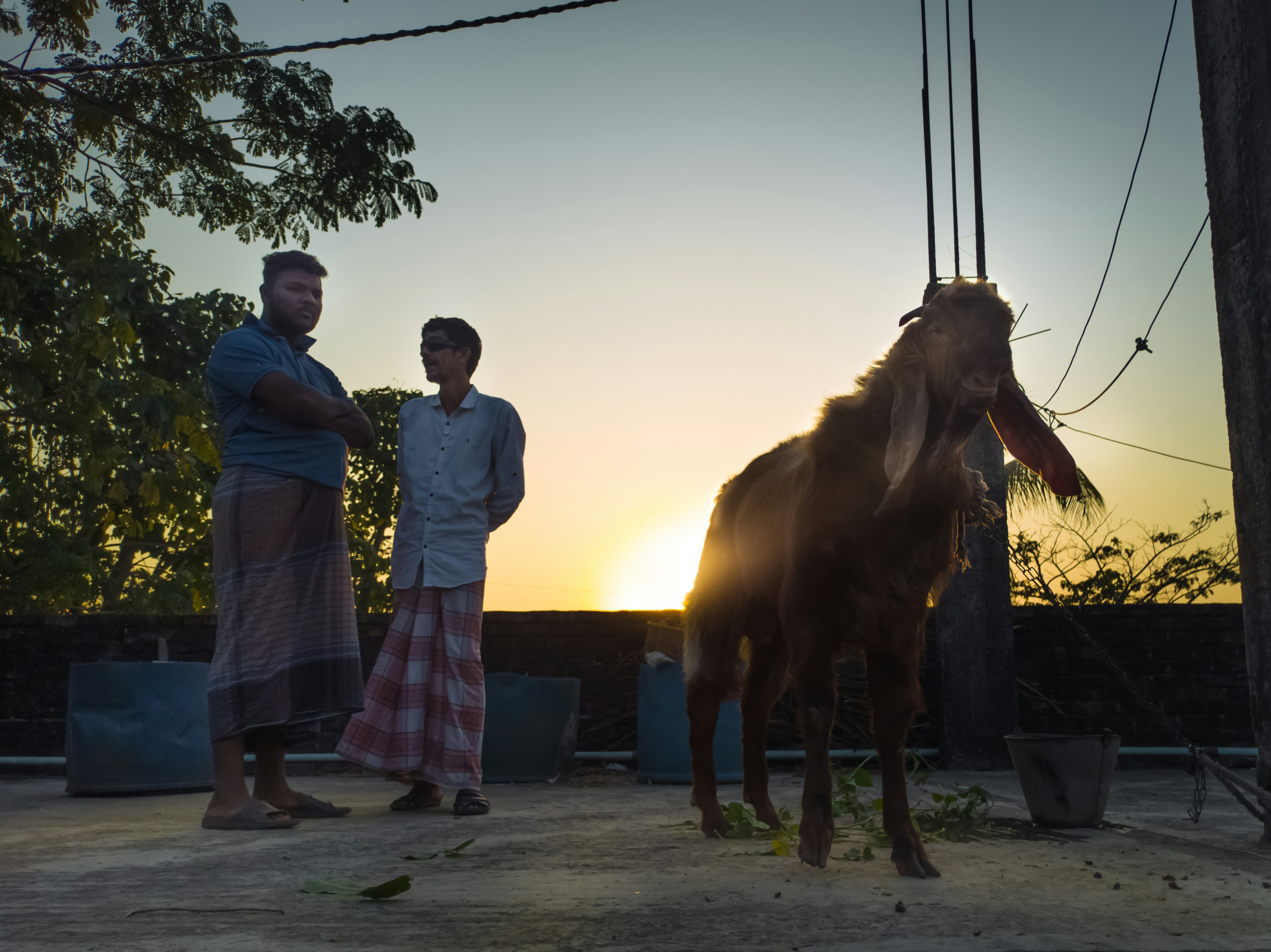 Dusk Silhouettes: A Goat Framed by Two Men at Sunset