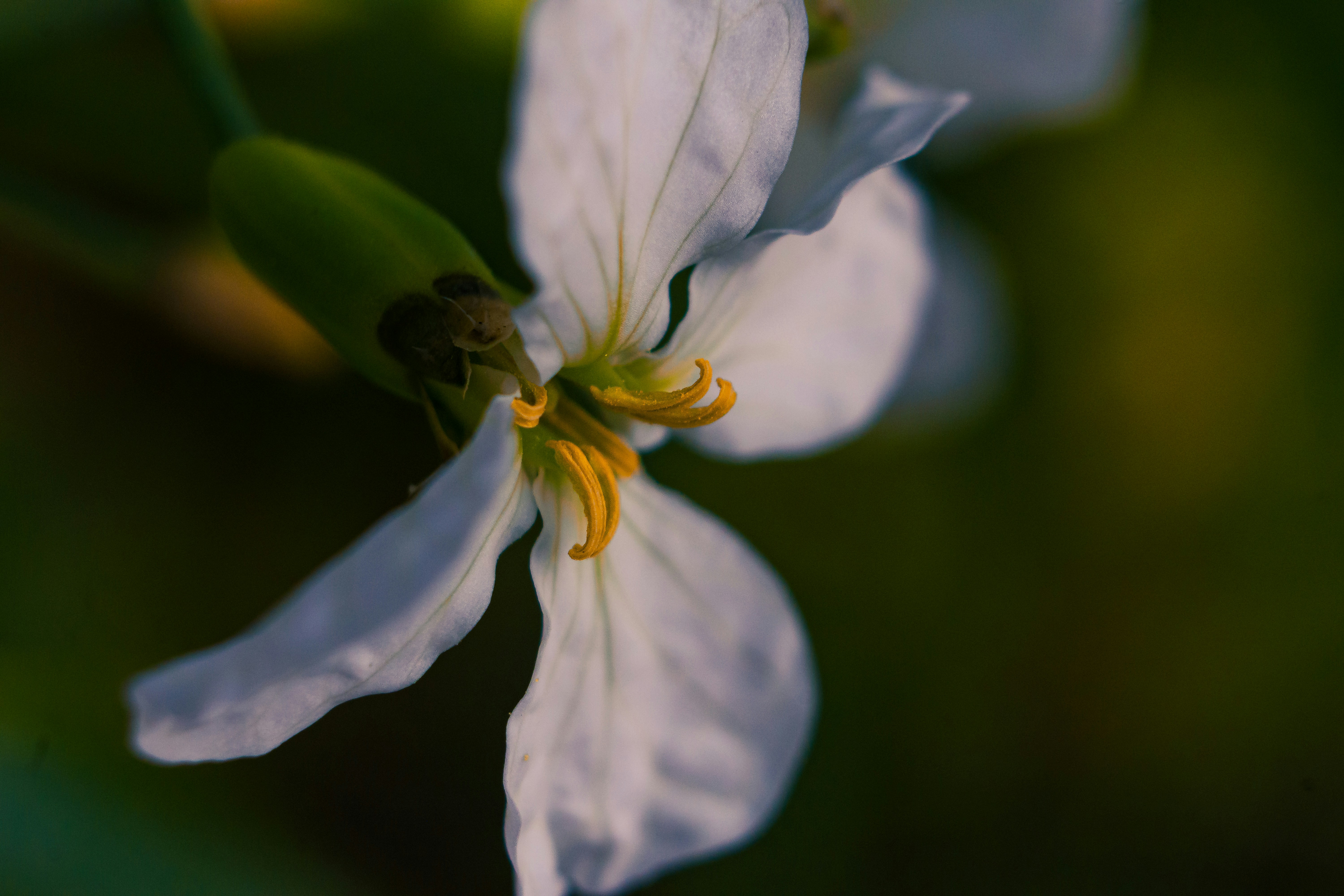 White flower in sharp focus against a blurred green backdrop.