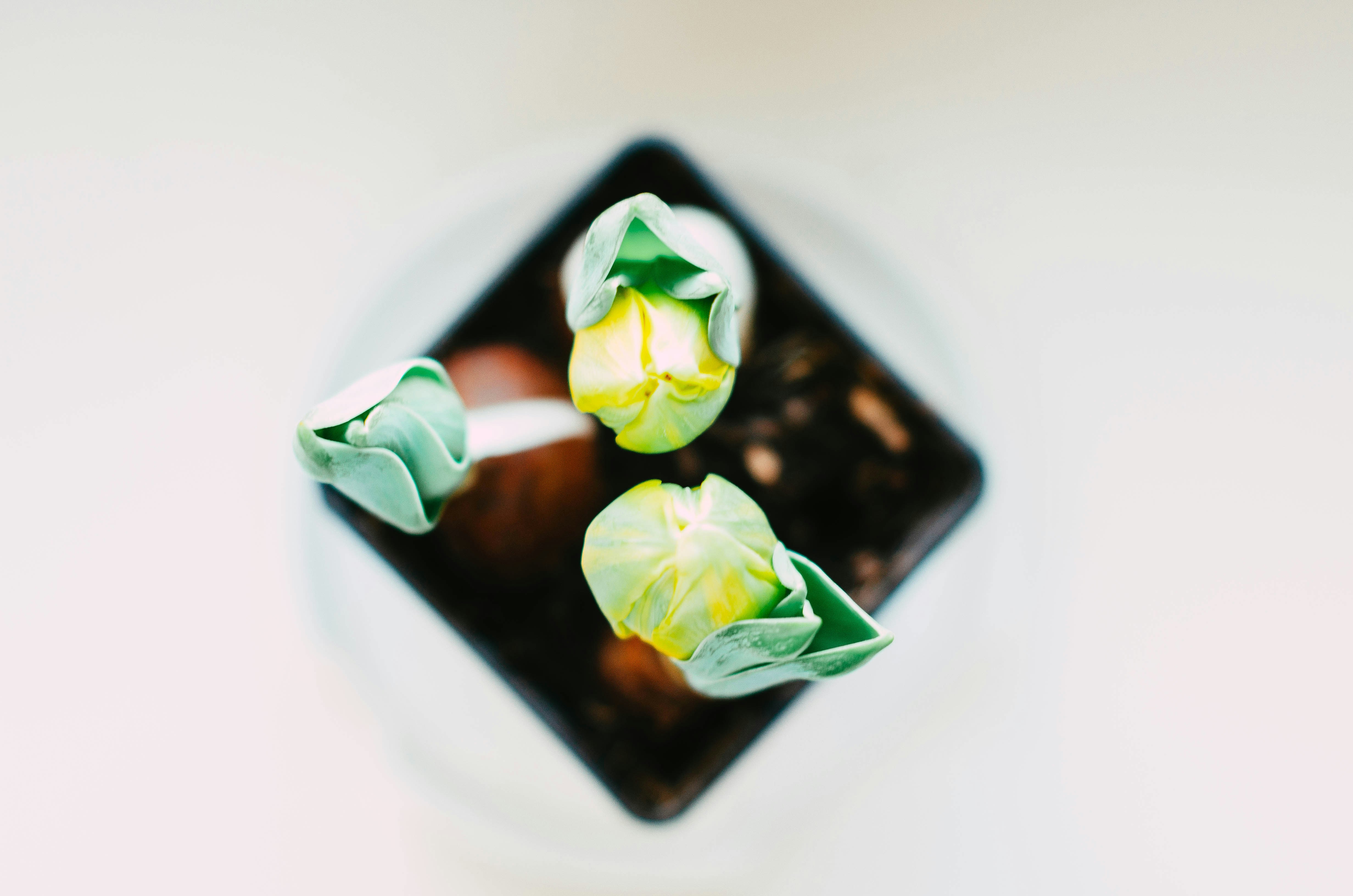 Three Buds in a Minimalist Square Pot: A Top-Down Floral Moment