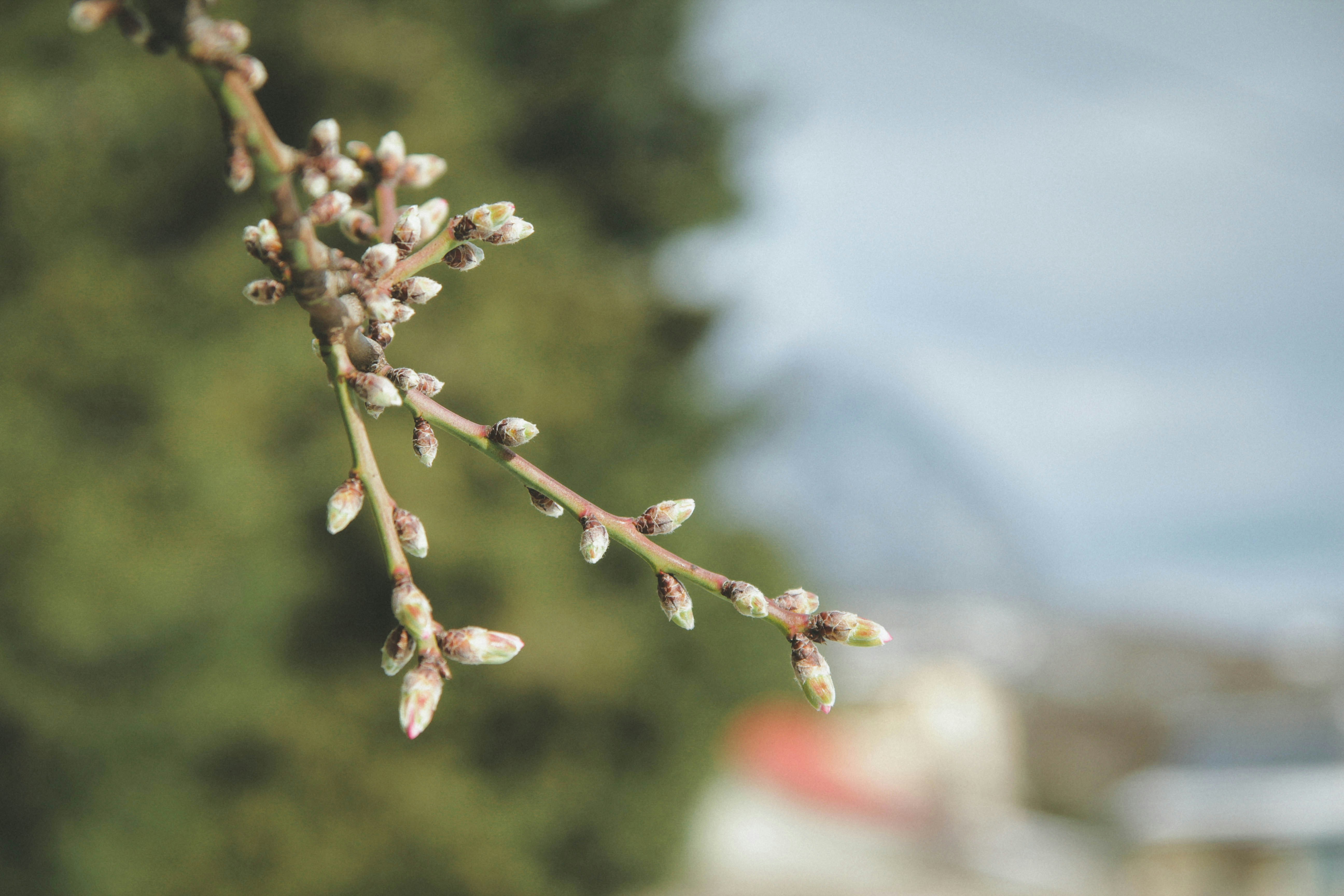 Delicate buds on a branch heralding the arrival of spring against a softly blurred background of greenery and urban hints.