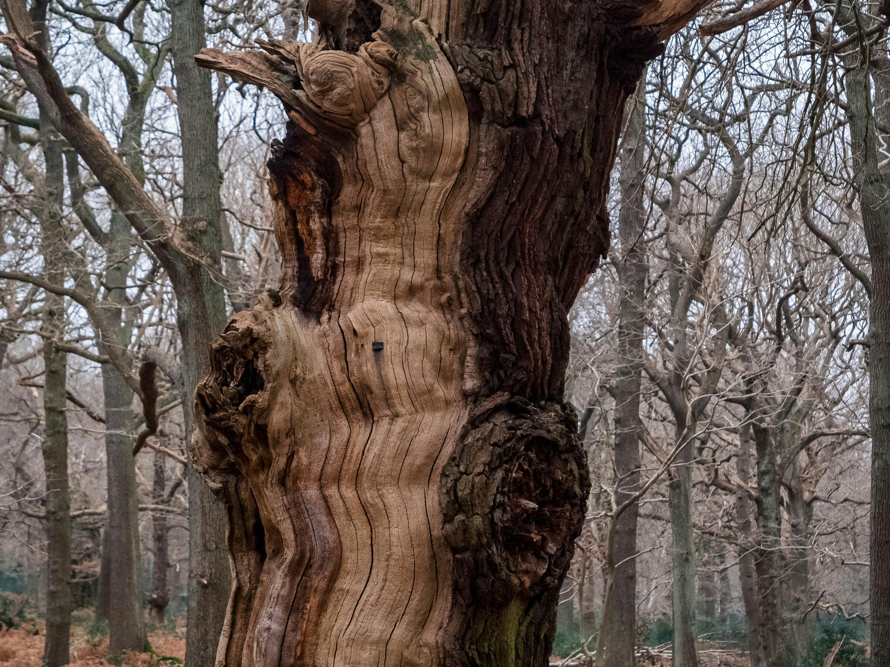 A very old tree in the middle of a forest photo – Free Sherwood forest ...