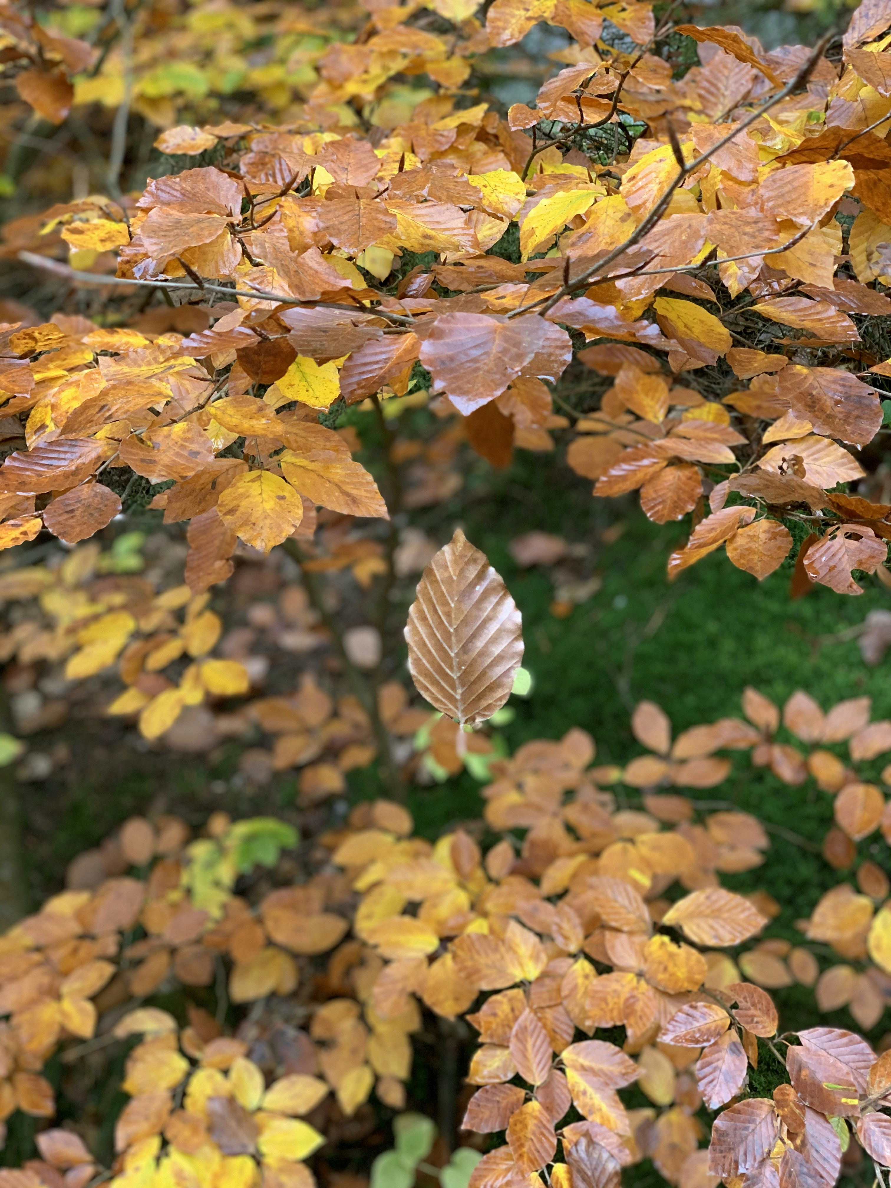 A falling leave hangs in a spider thread
