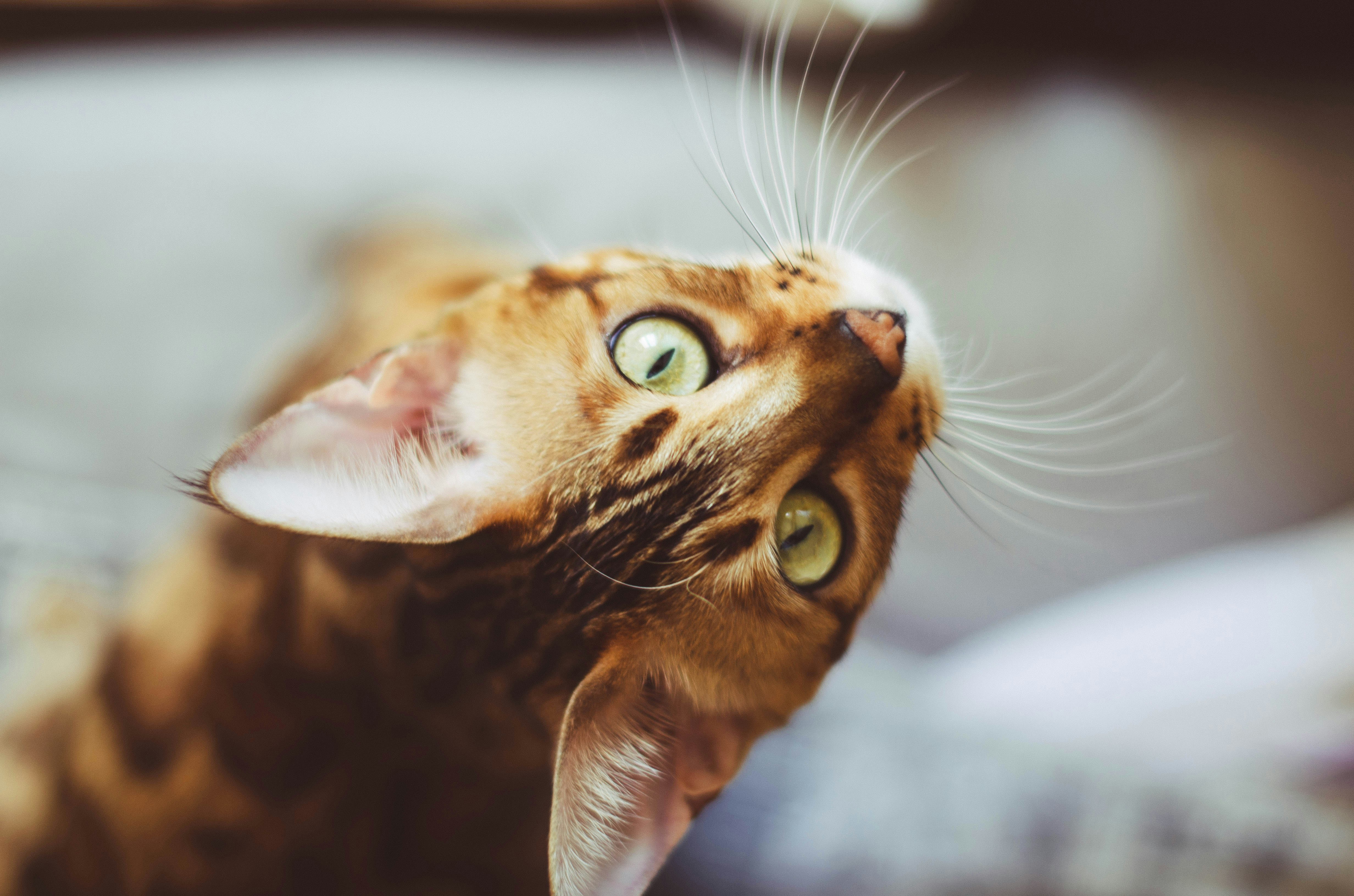 A close up of a cat looking up at something photo – Free Cat Image on ...
